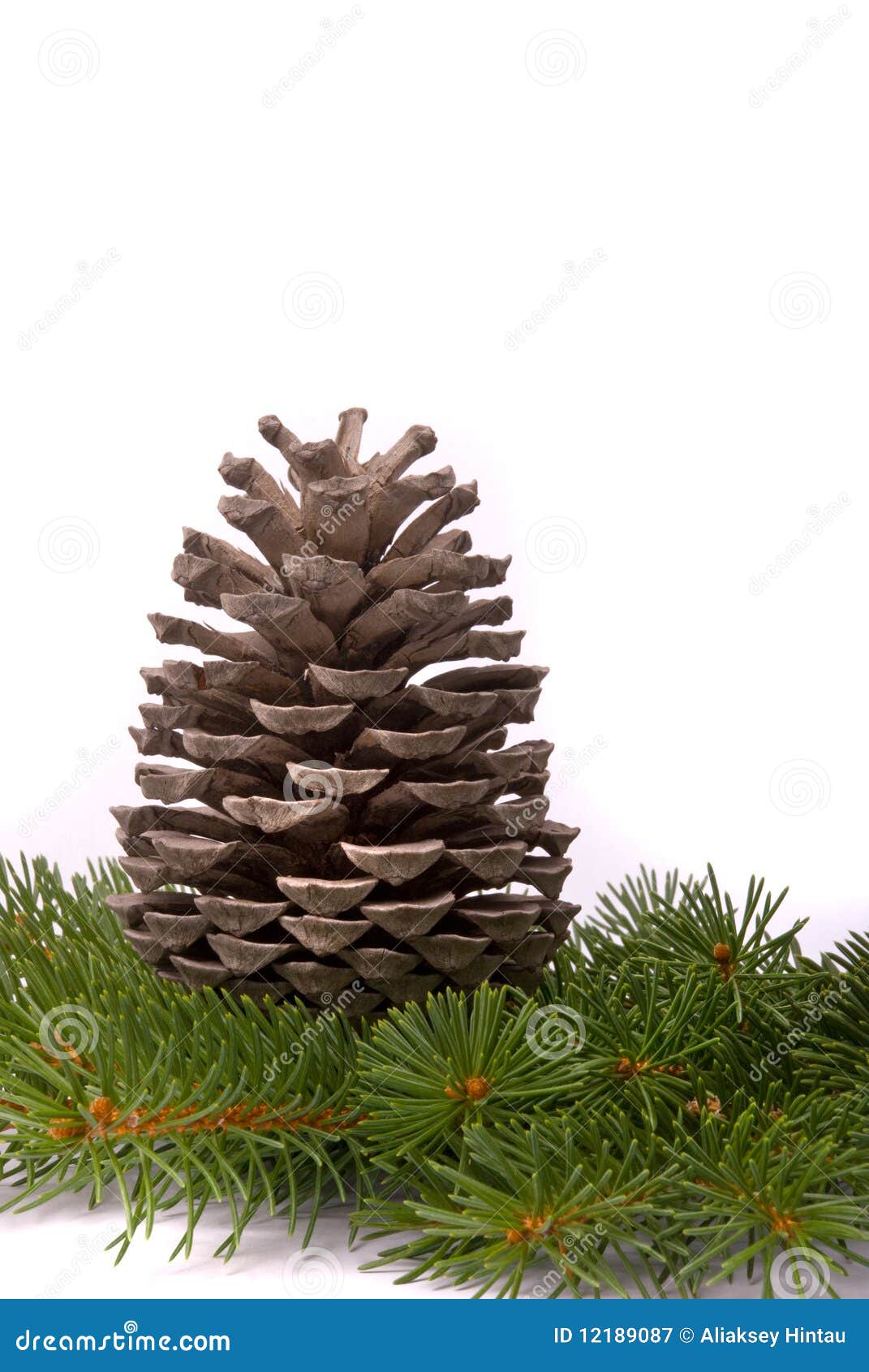 Branch with cone stock image. Image of conifer, celebrate - 12189087