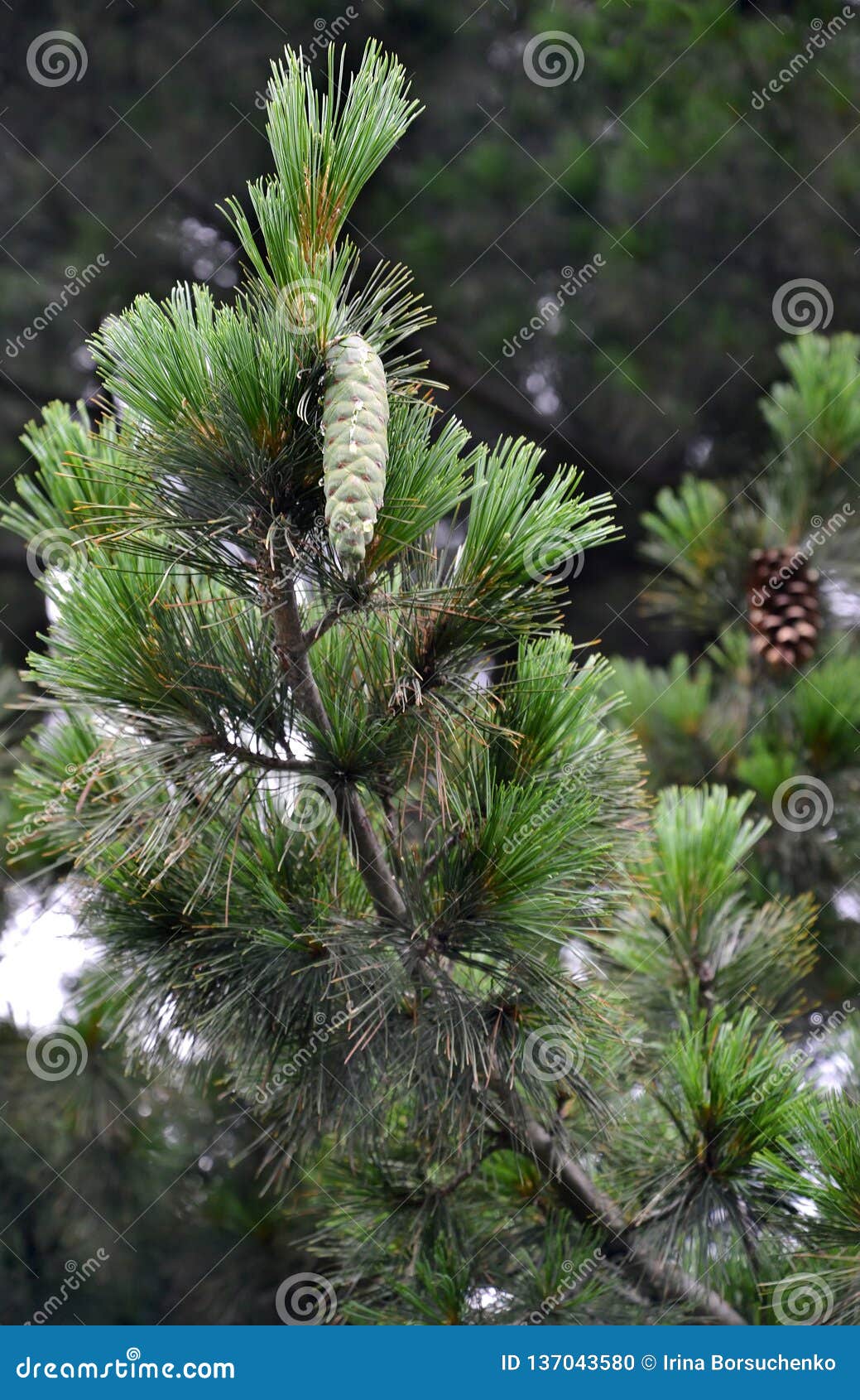 Branch with a Cone of a Pine Rumeliysky Pinus Peuce Griseb Stock Photo ...