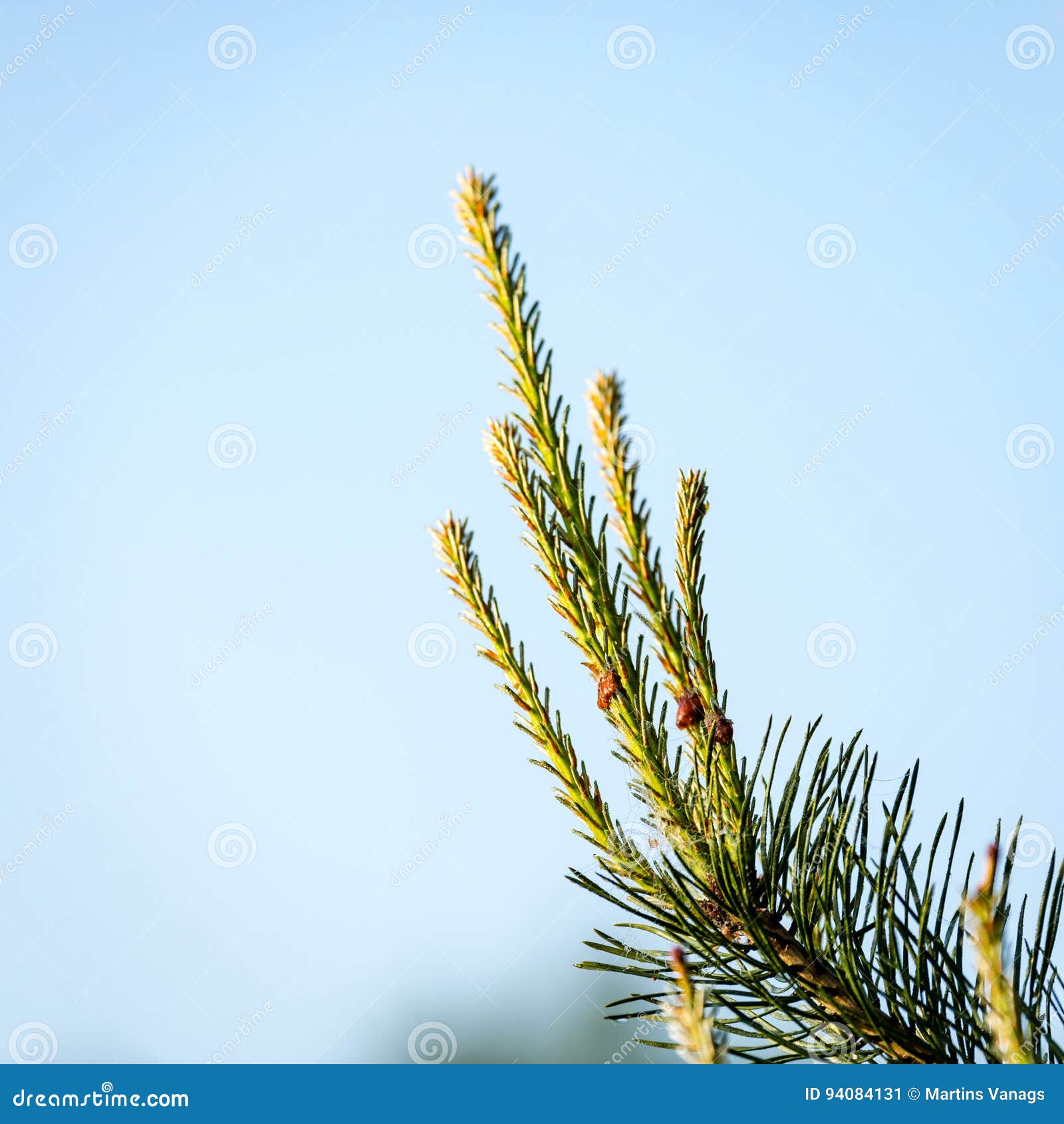 Branch with cones stock image. Image of park, snow, coniferous - 94084131