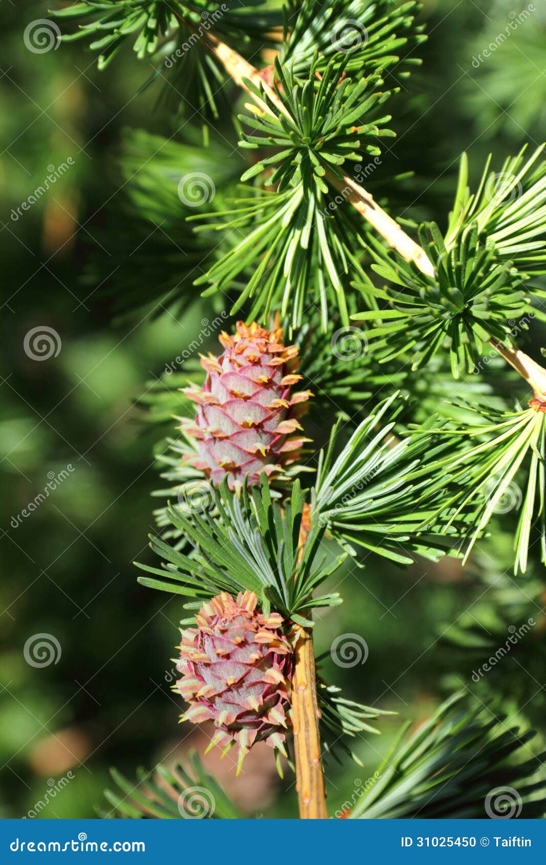 Branch with Cones. Larix Leptolepis Stock Photo - Image of cone, green ...