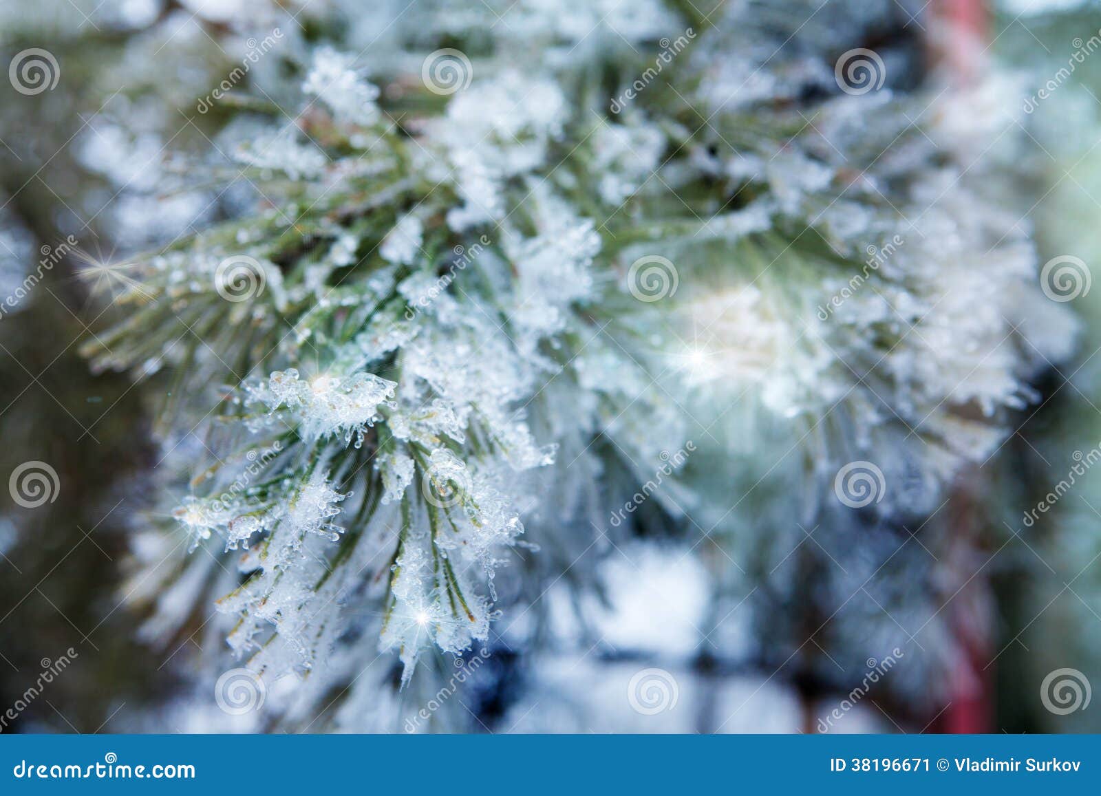 Branch of a Conifer with Snow in Lights Stock Image - Image of needle ...