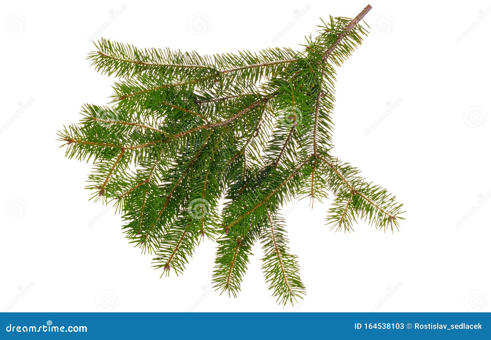 Branch of Conifer on White Background Stock Image - Image of white ...