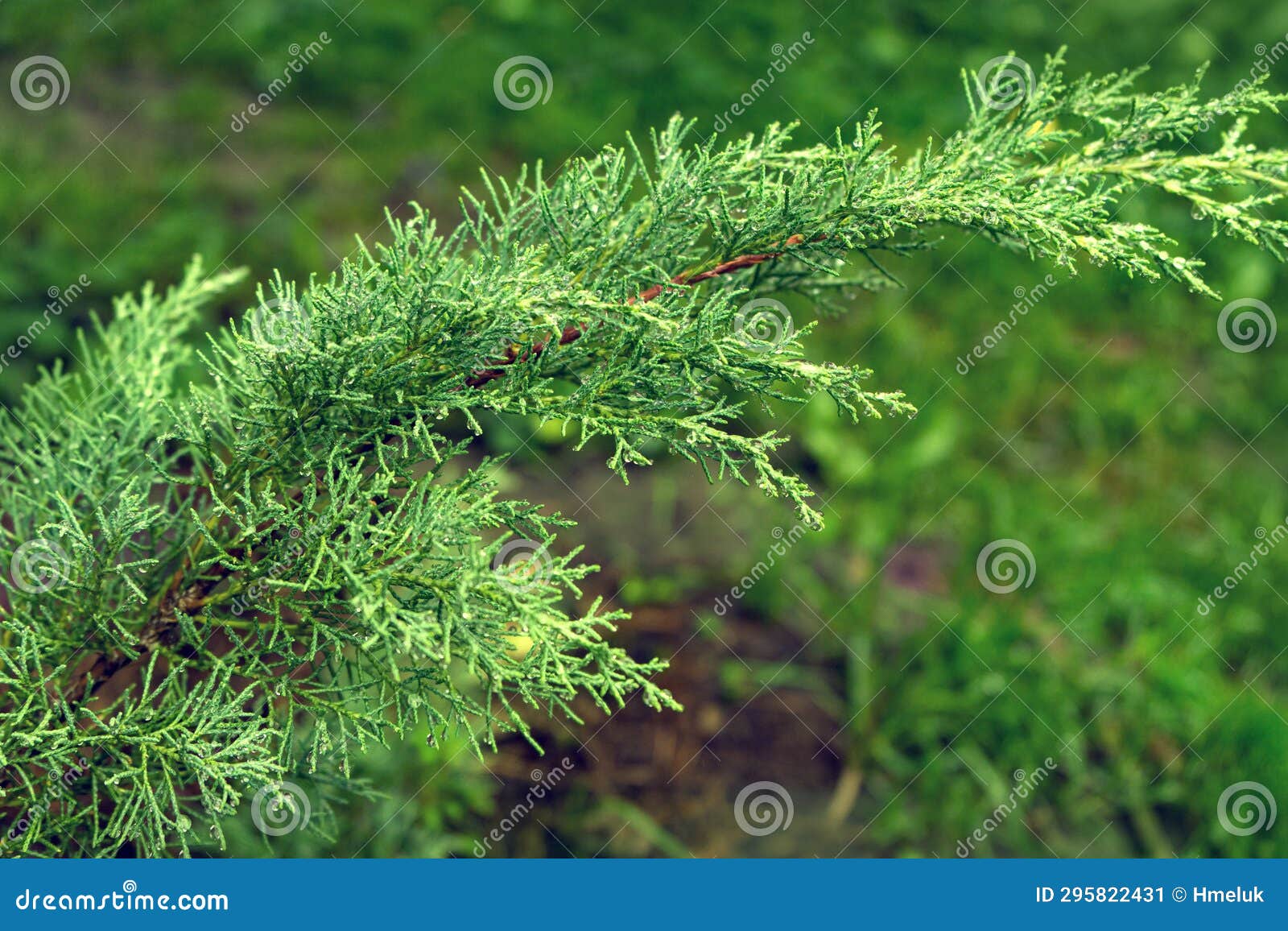 Branch of Coniferous Juniper Stock Image - Image of flora, prickly ...