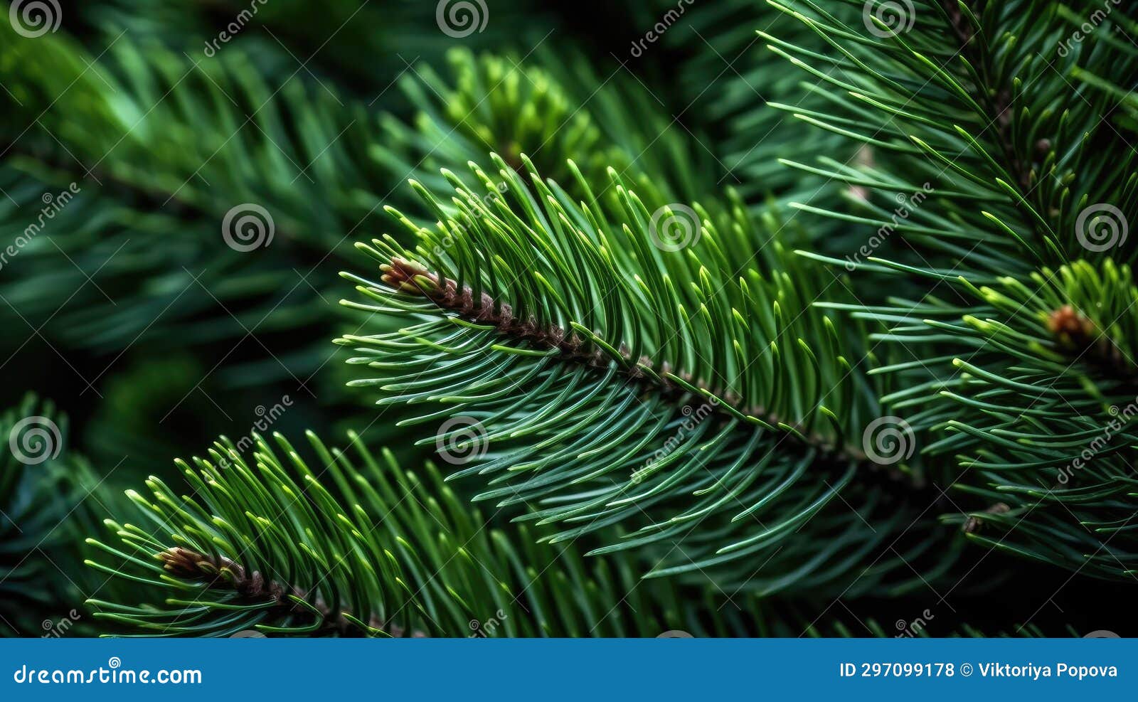 A Branch of a Coniferous Tree in Close-up. Stock Illustration ...