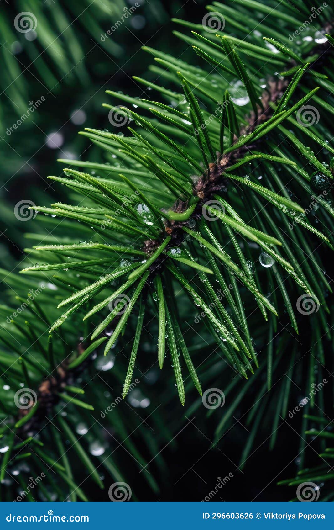 A Branch of a Coniferous Tree in Close-up. Generative AI Stock ...