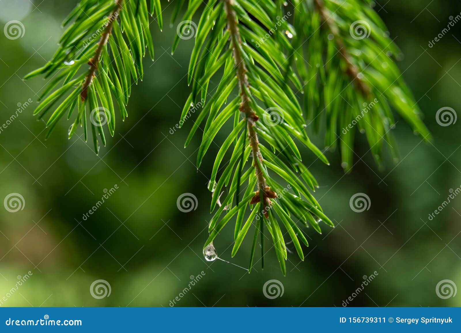 24,767 Raindrop Tree Stock Photos - Free & Royalty-Free Stock Photos ...