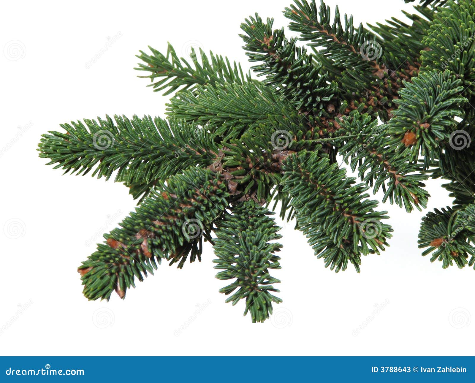 Branch of a Coniferous Tree, Fur-tree Stock Image - Image of december ...