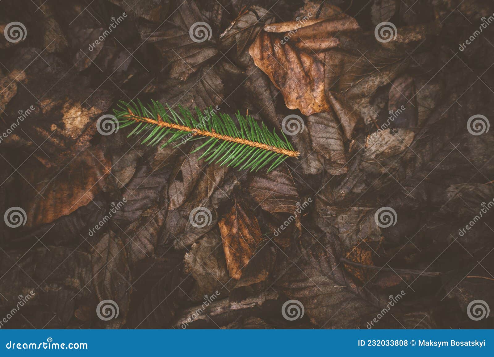 A Branch of a Coniferous Tree Lies on the Ground in a Fallen Leaf Stock ...