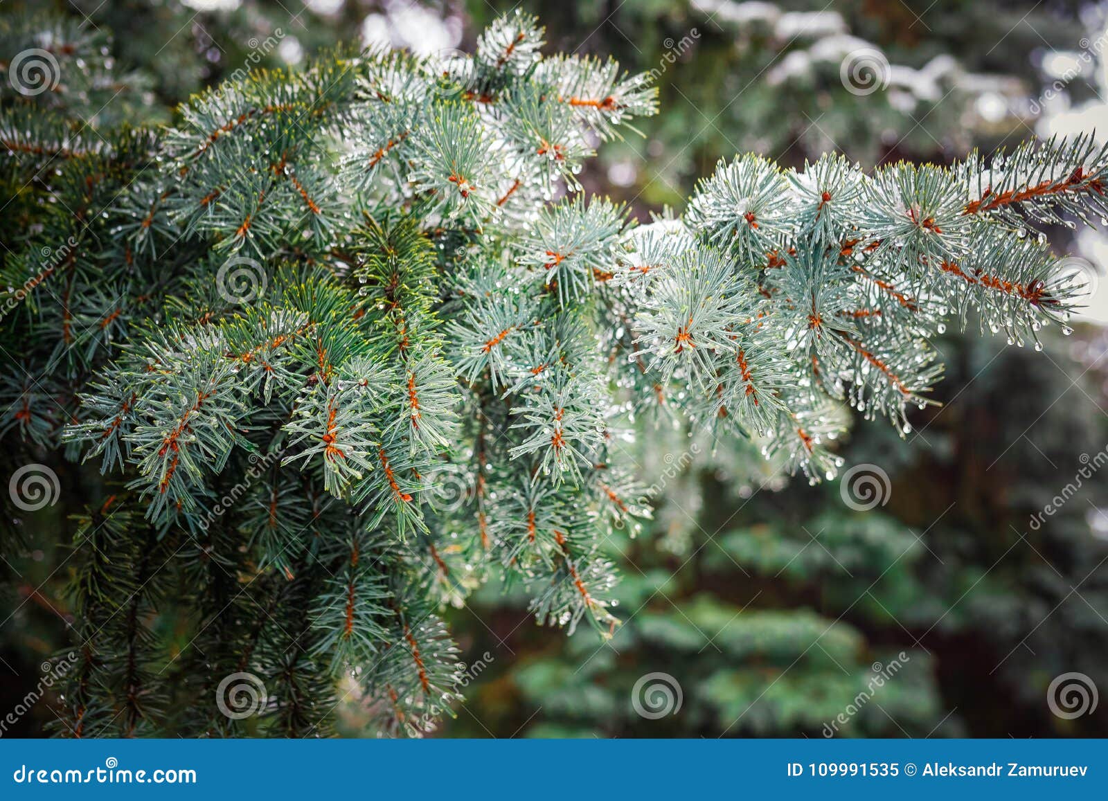Branch of a Coniferous Tree Macro Stock Image - Image of fresh, conifer ...