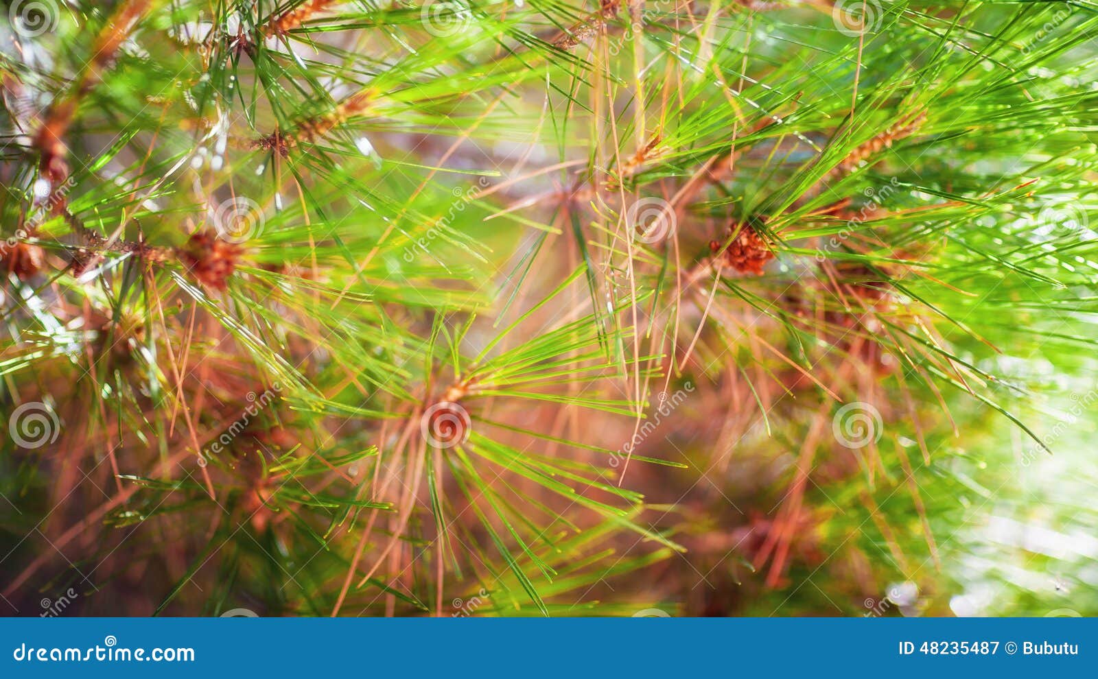 Branch of a Coniferous Tree Stock Image - Image of pine, background ...