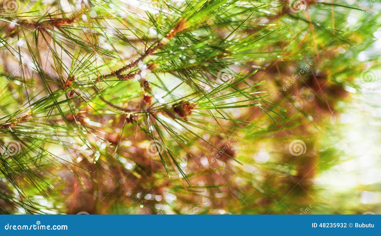 Branch of a Coniferous Tree Stock Photo - Image of season, coniferous ...