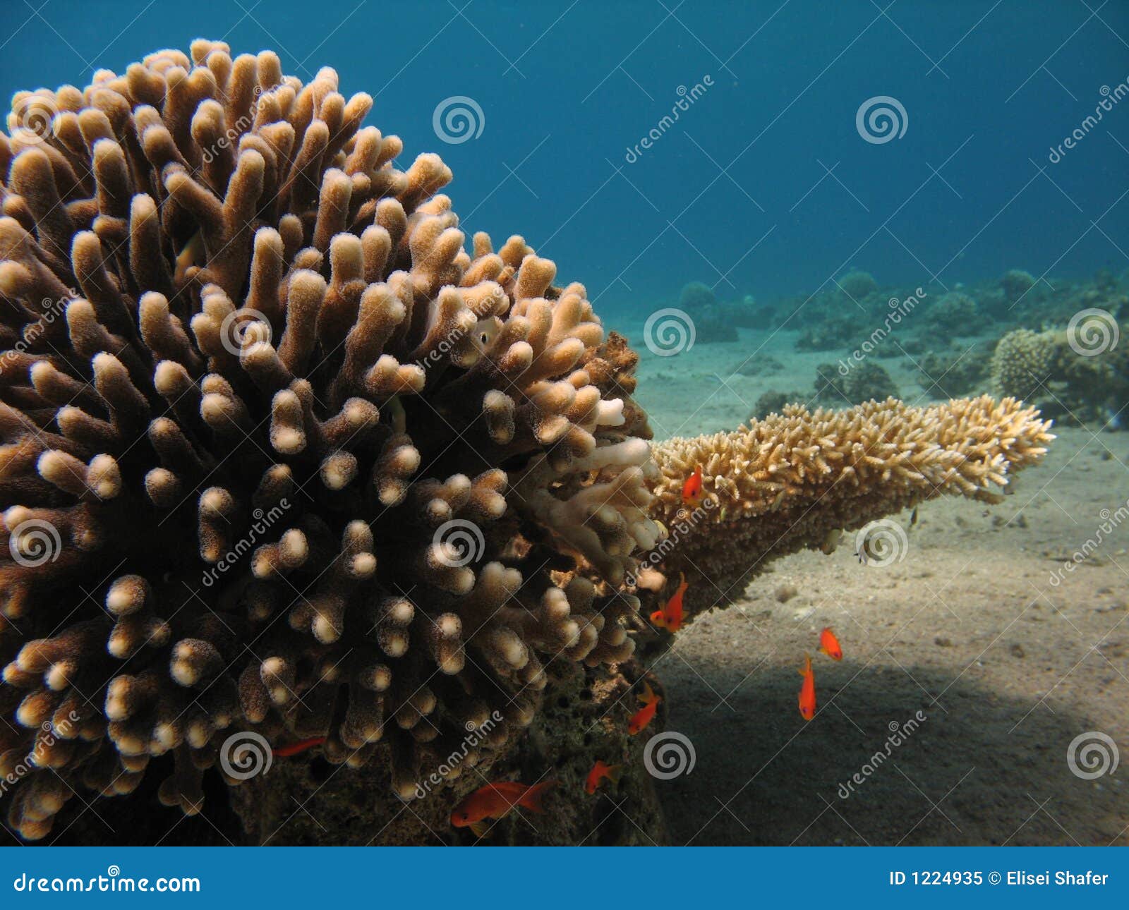 Branch coral stock image. Image of dream, saltwater, nature - 1224935