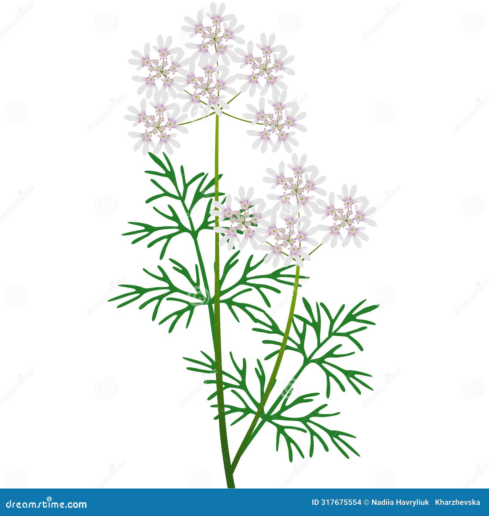 Coriander Cartoons, Illustrations & Vector Stock Images - 17726 ...