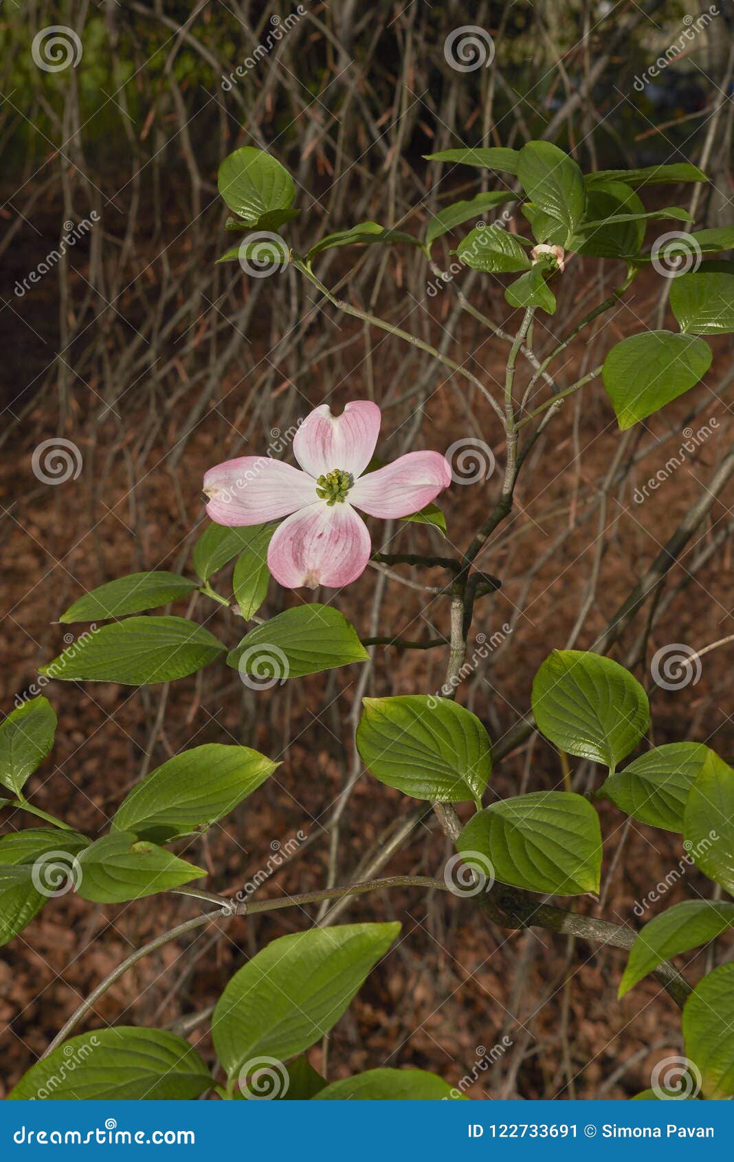 Branch of Cornus Florida Rubra Stock Image - Image of inflorescence ...
