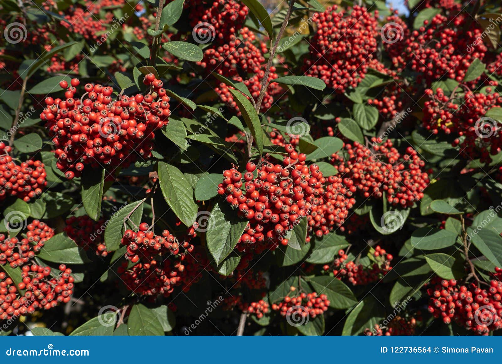 Branch of Cotoneaster Lacteus Shrub Stock Photo - Image of evergreen ...