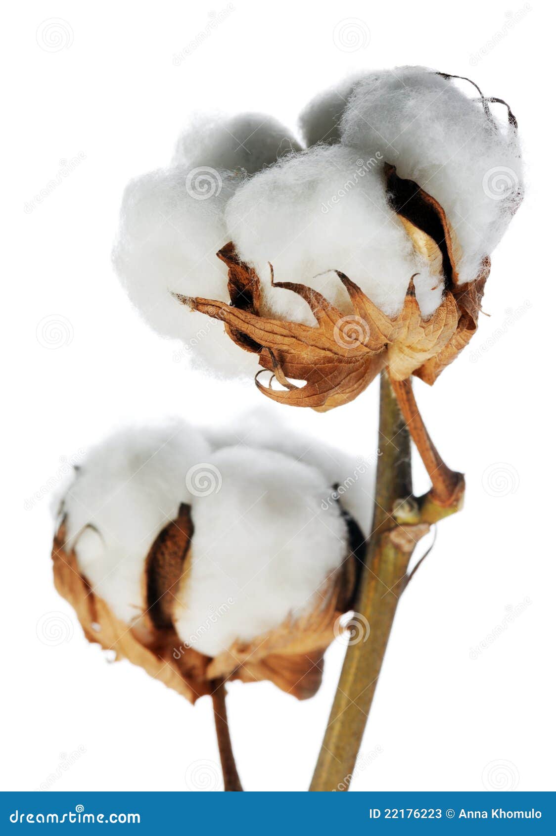 Branch of cotton stock image. Image of stem, softness - 22176223