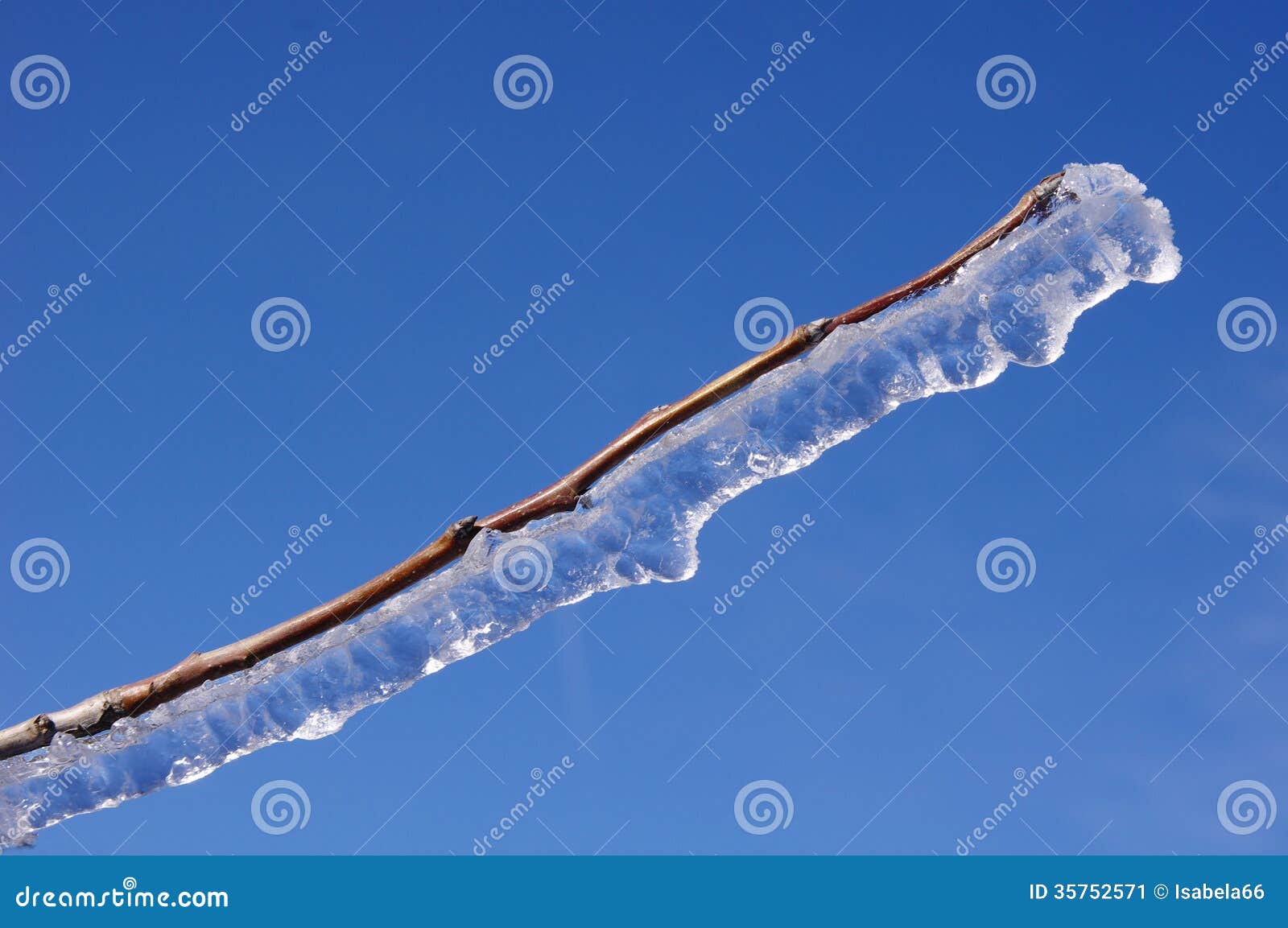Branch covered with ice stock image. Image of frost, nature - 35752571