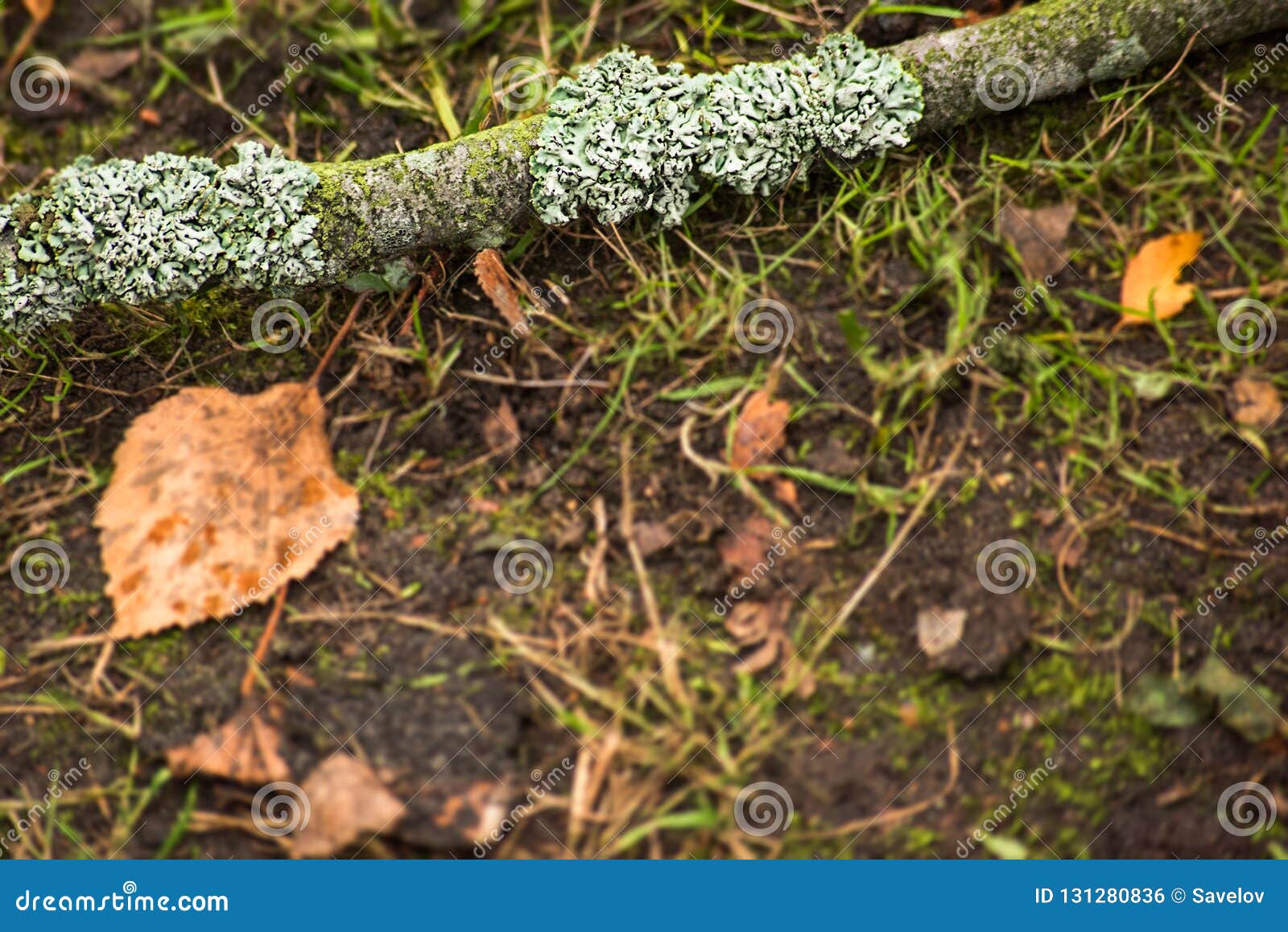 The Branch Covered with Lichen on the Ground Stock Photo - Image of ...