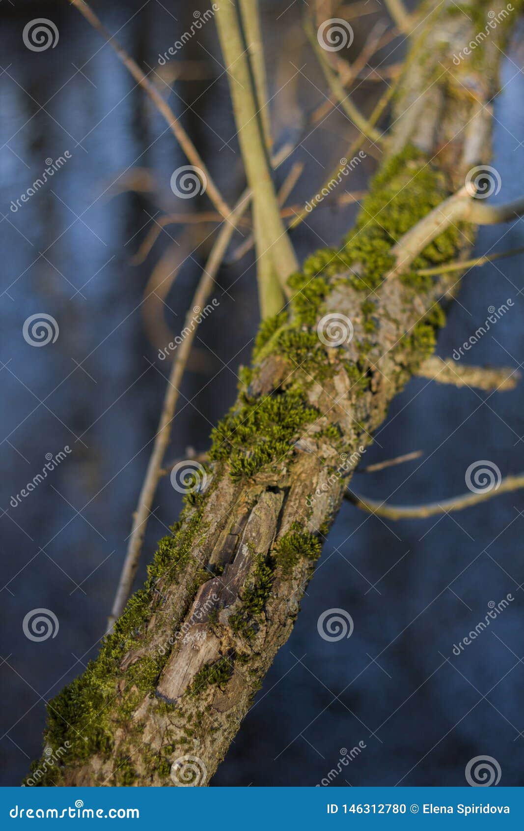 Branch Covered with Moss on a Strongly Blurred Background Stock Photo ...