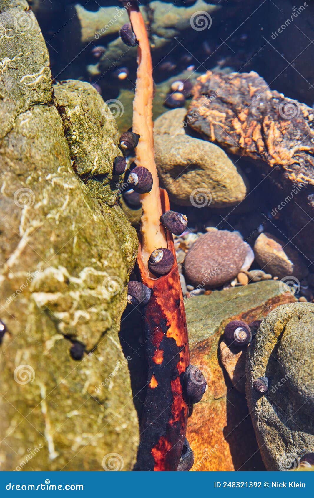 Branch Covered in Snails Inside Tide Pool on the West Coast Stock Photo ...