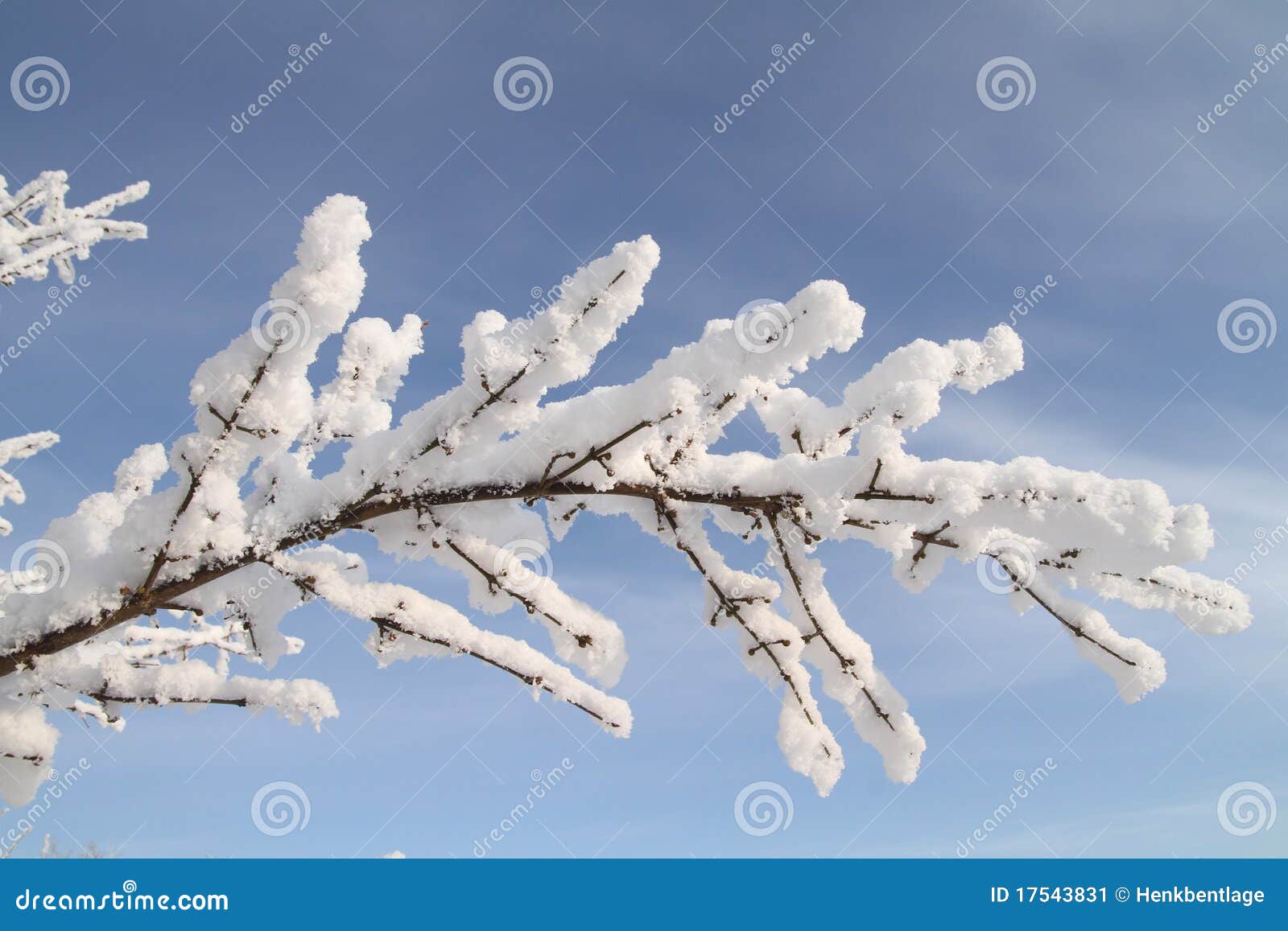 Branch covered with snow stock image. Image of season - 17543831