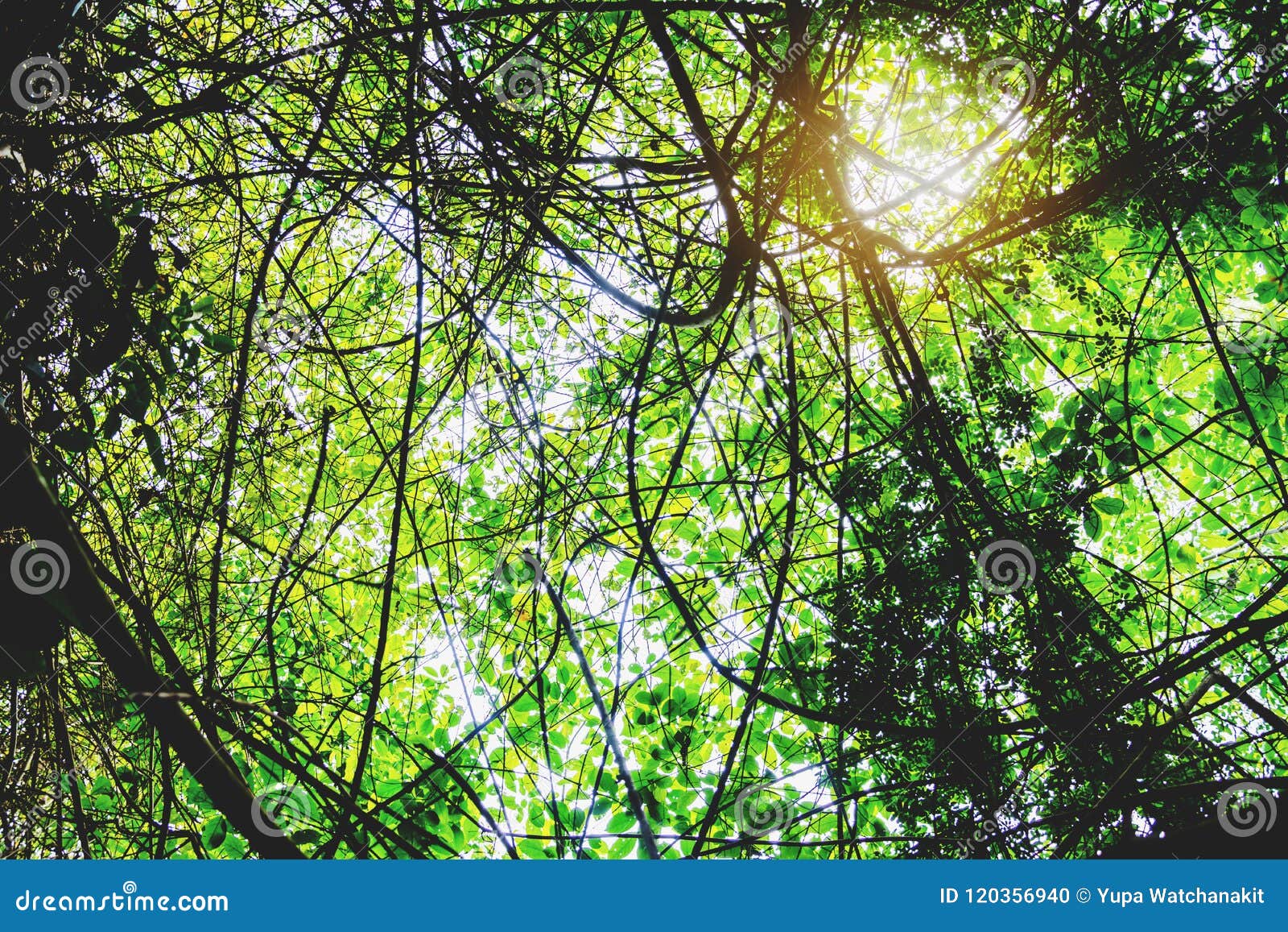 Branch Covered Vine in Rain Forest with Light Stock Photo - Image of ...