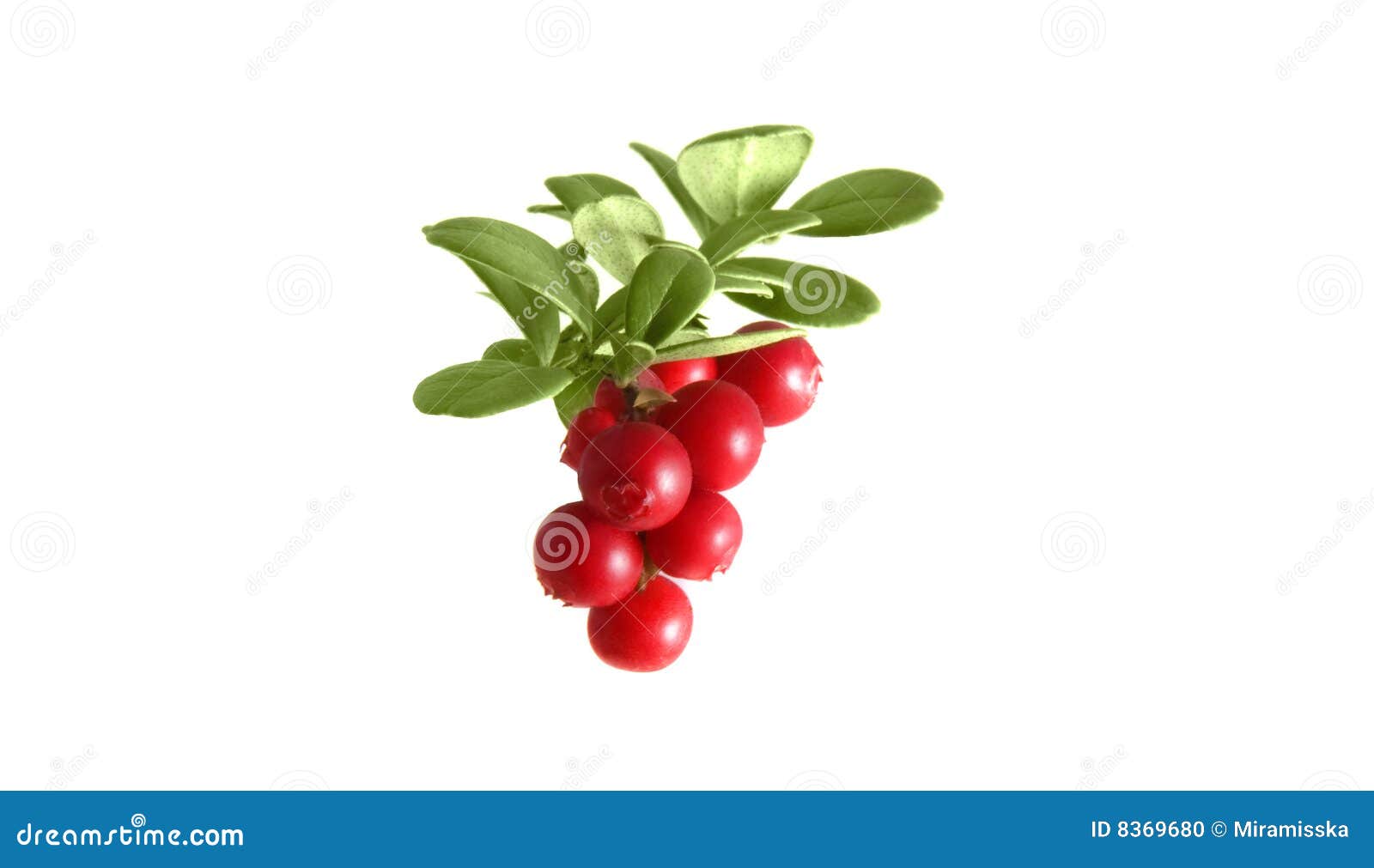 Branch Cranberries on a White Background Stock Photo - Image of ...