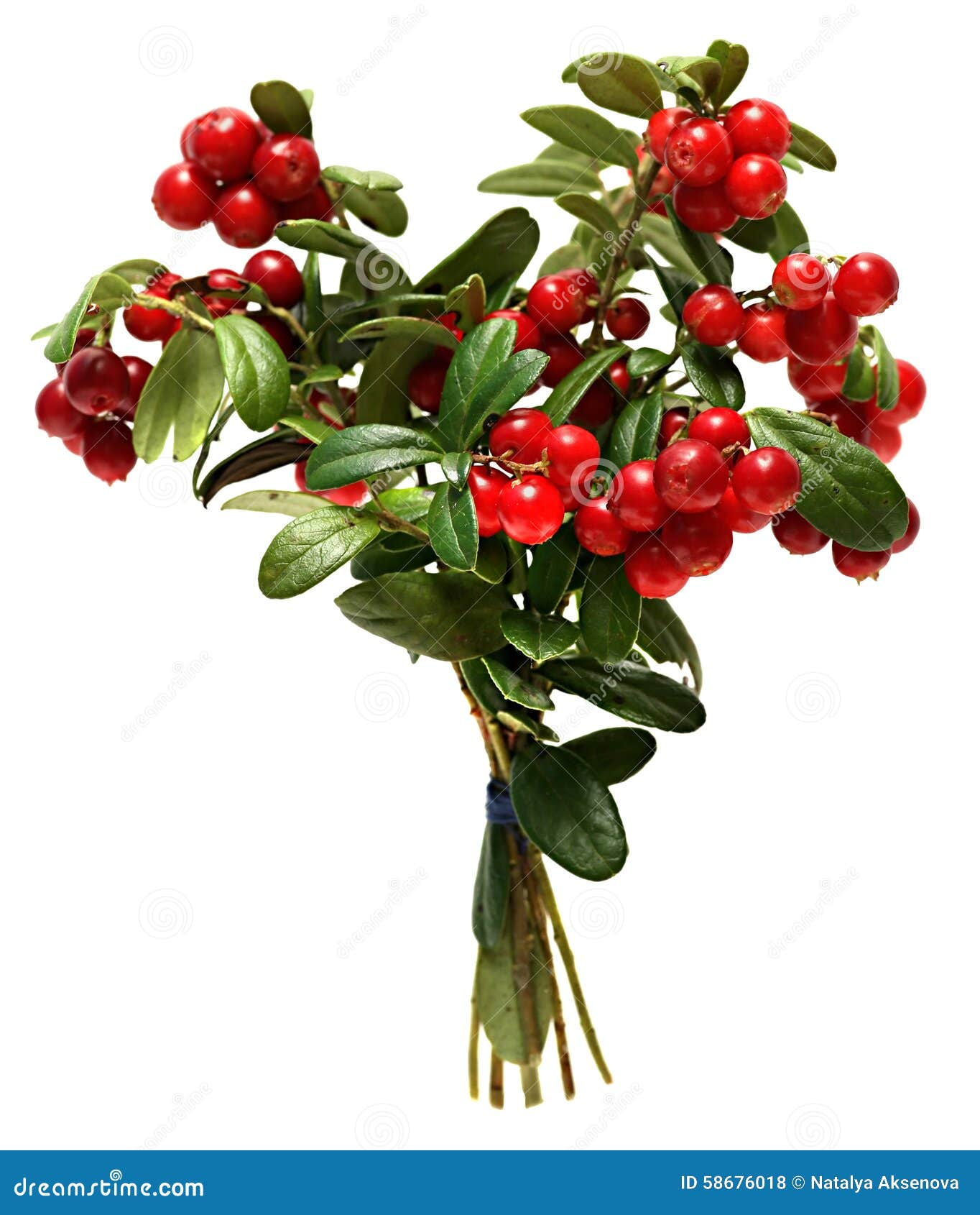 Branch Cranberries on White Background Stock Photo - Image of herb ...