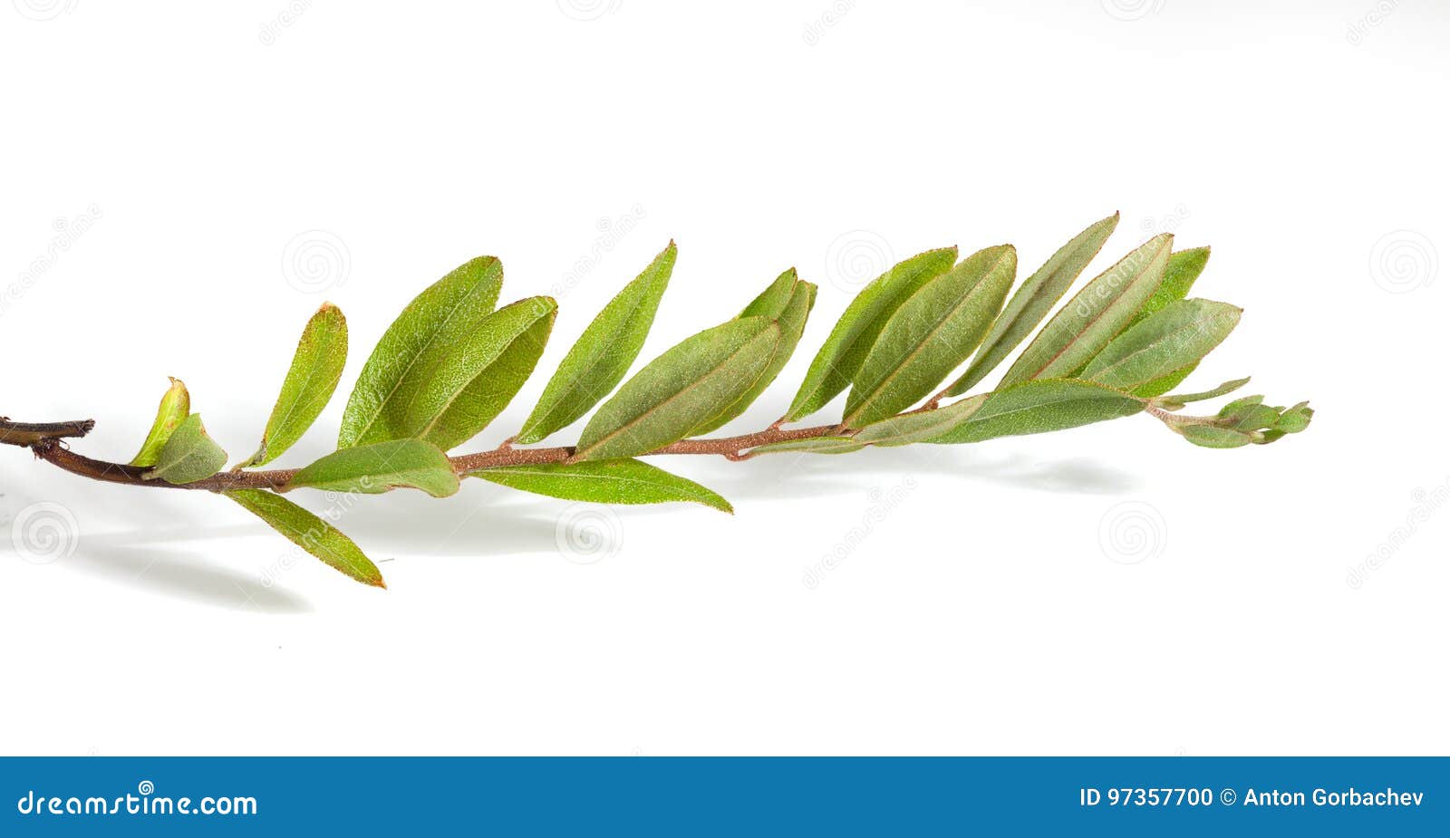 Branch of cranberry stock photo. Image of flora, leaves - 97357700