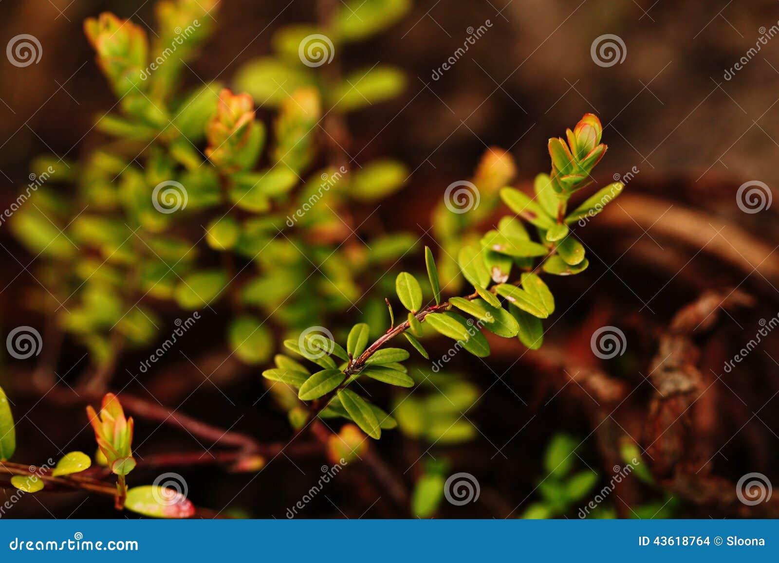 The Branch of Cranberry Isolated Stock Photo - Image of freshness ...