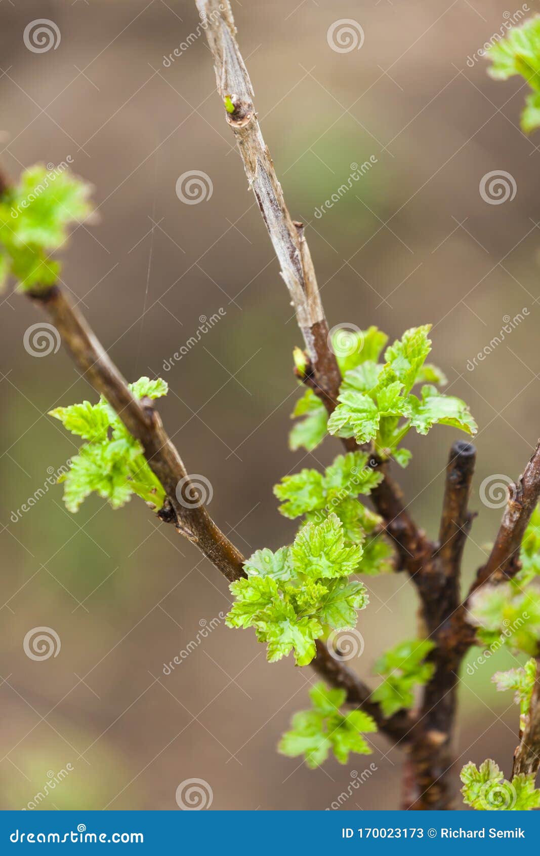 Branch of Current Bush in Spring Stock Image - Image of outside, leaf ...