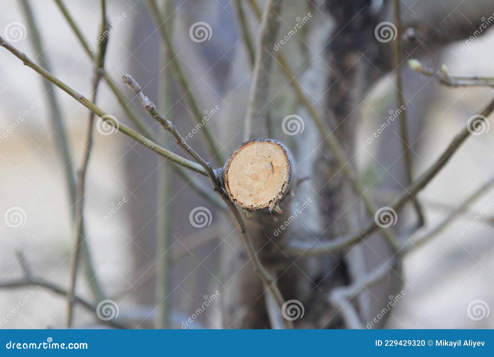 Branch Cut Off on a Tree Trunk Stock Photo - Image of cross, natural ...