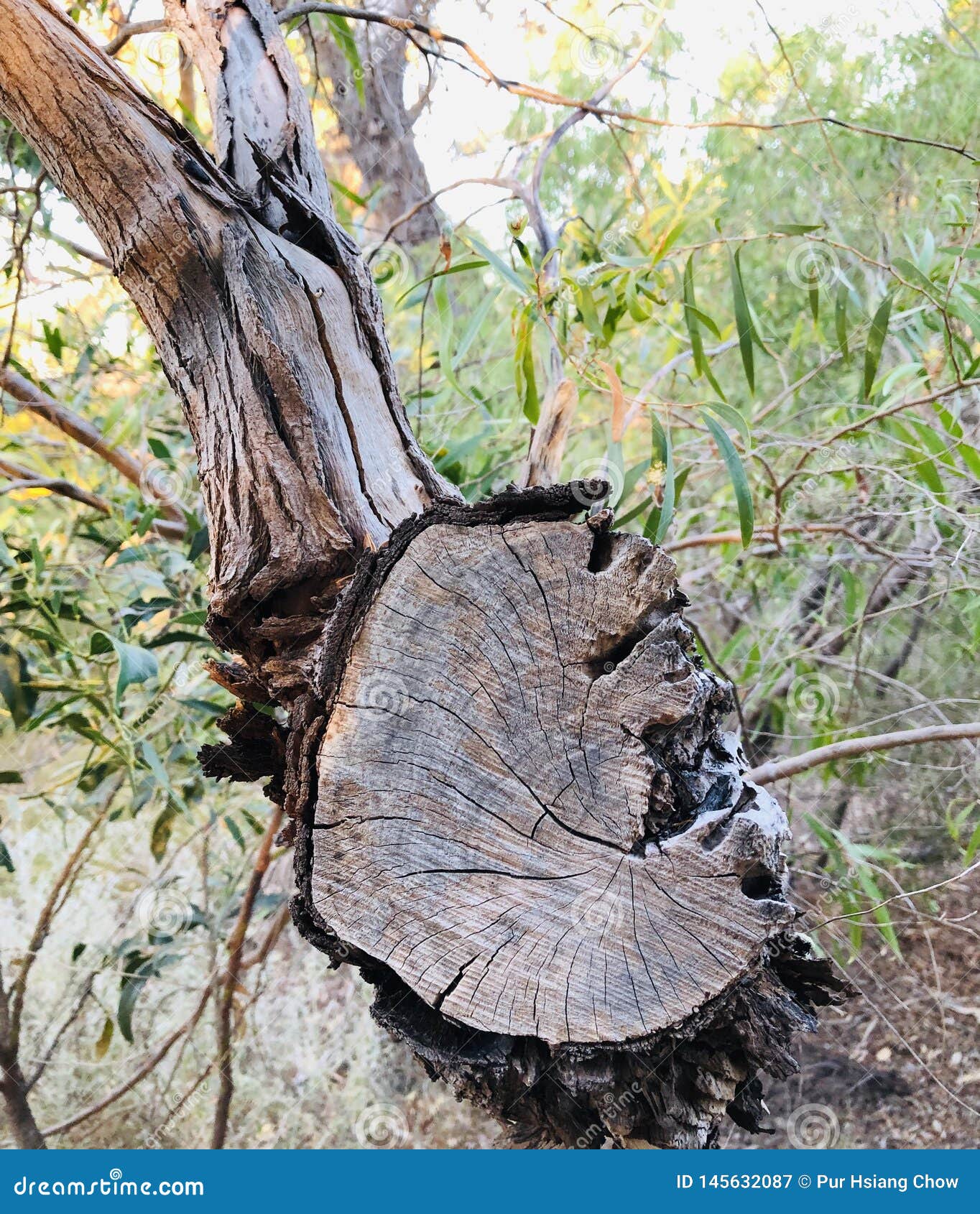 A Branch Cut through Showing Its Rings Stock Image - Image of tree ...