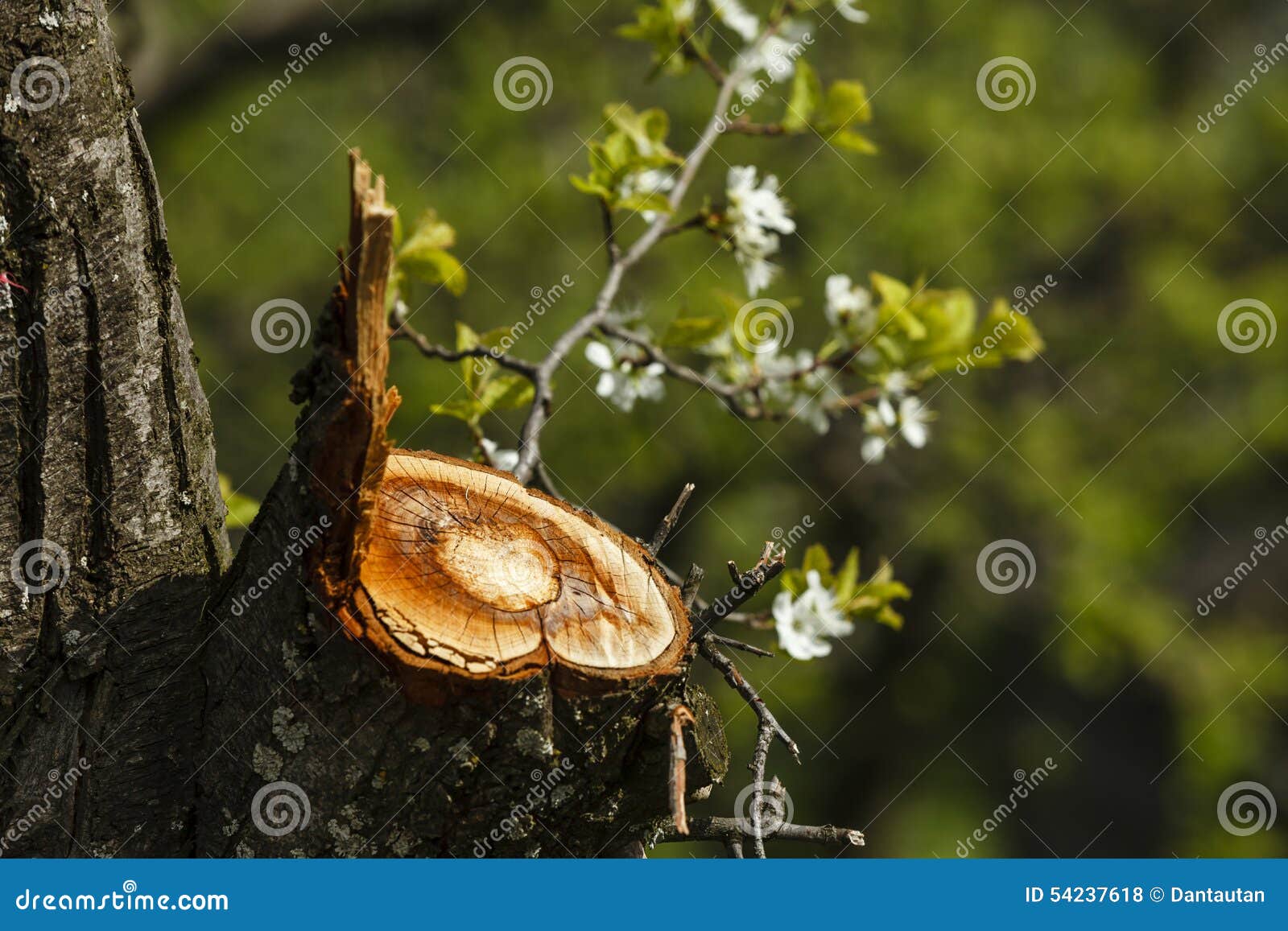 Branch Cut from the Tree, and a Branch in Bloom Stock Photo - Image of ...