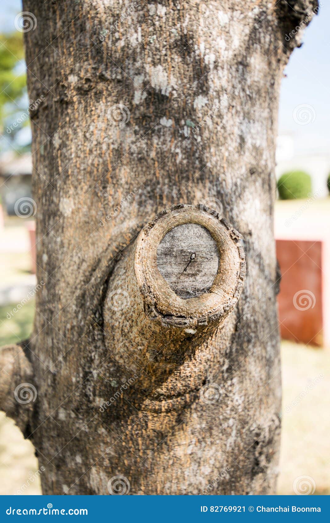 Branch cutting stock image. Image of light, gnarl, organic - 82769921