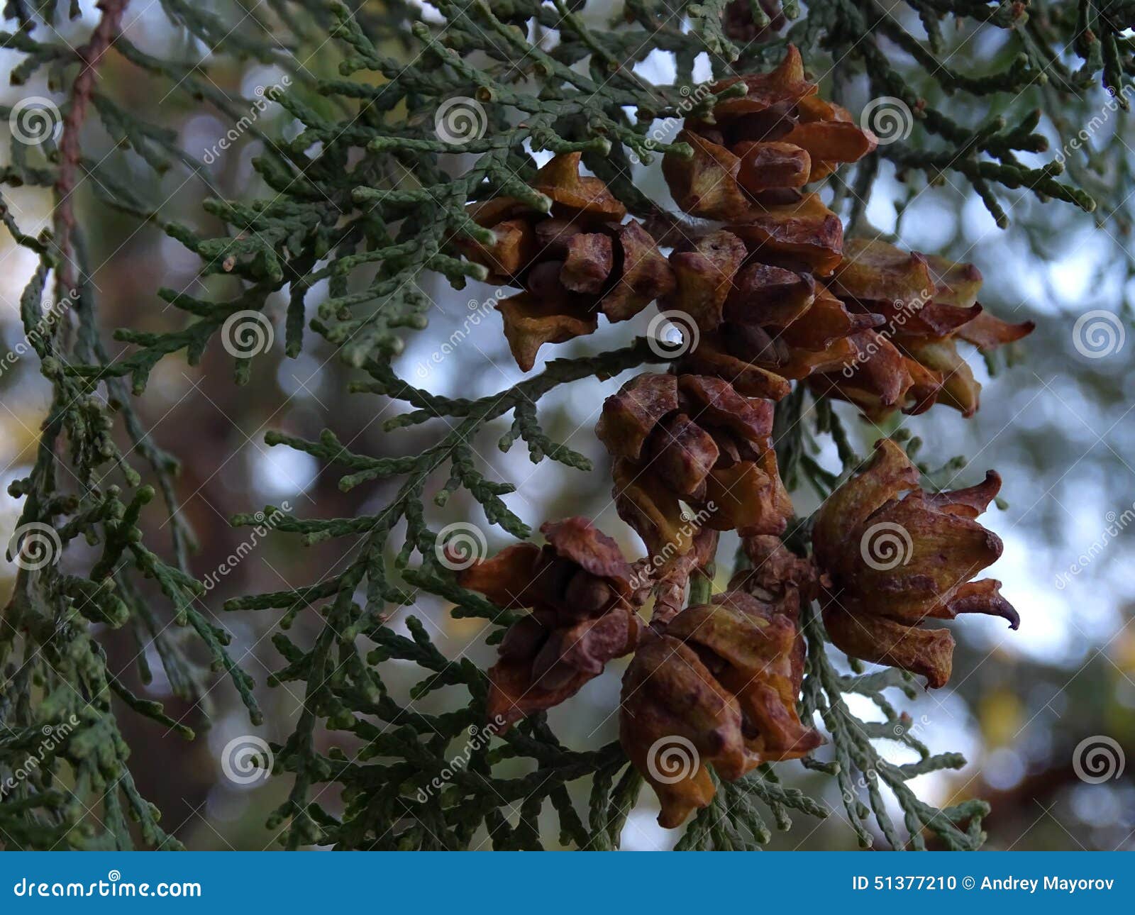 Branch of Cypress, Arborvitae Stock Photo - Image of macro, branch ...