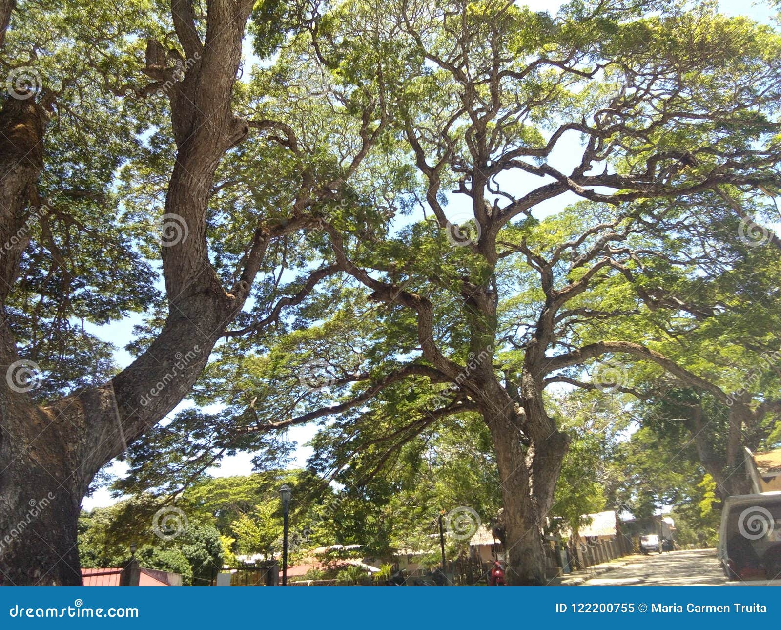 Branch Dance stock image. Image of lovely, branch, tree - 122200755