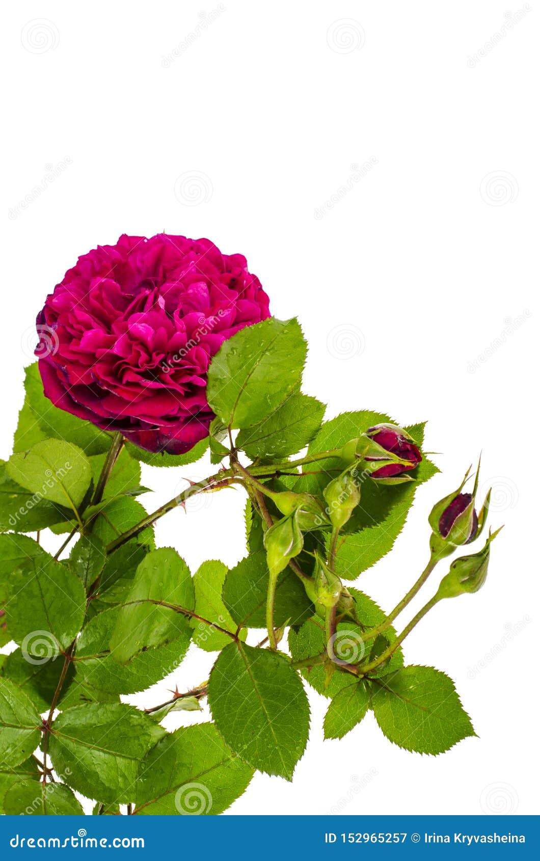 Branch of Dark Pink Rose Flower Stock Image - Image of plant, dark ...