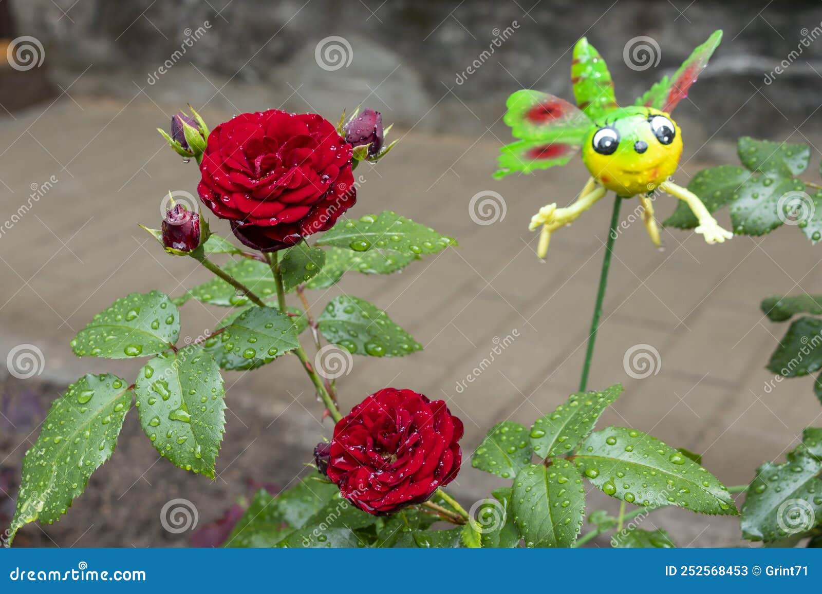 A Branch of a Dark Red Garden Rose with Raindrops, Close-up Stock Image ...