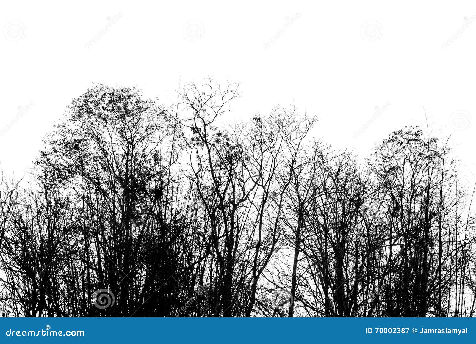Branch of Dead Tree, Black and White Stock Image - Image of autumn ...