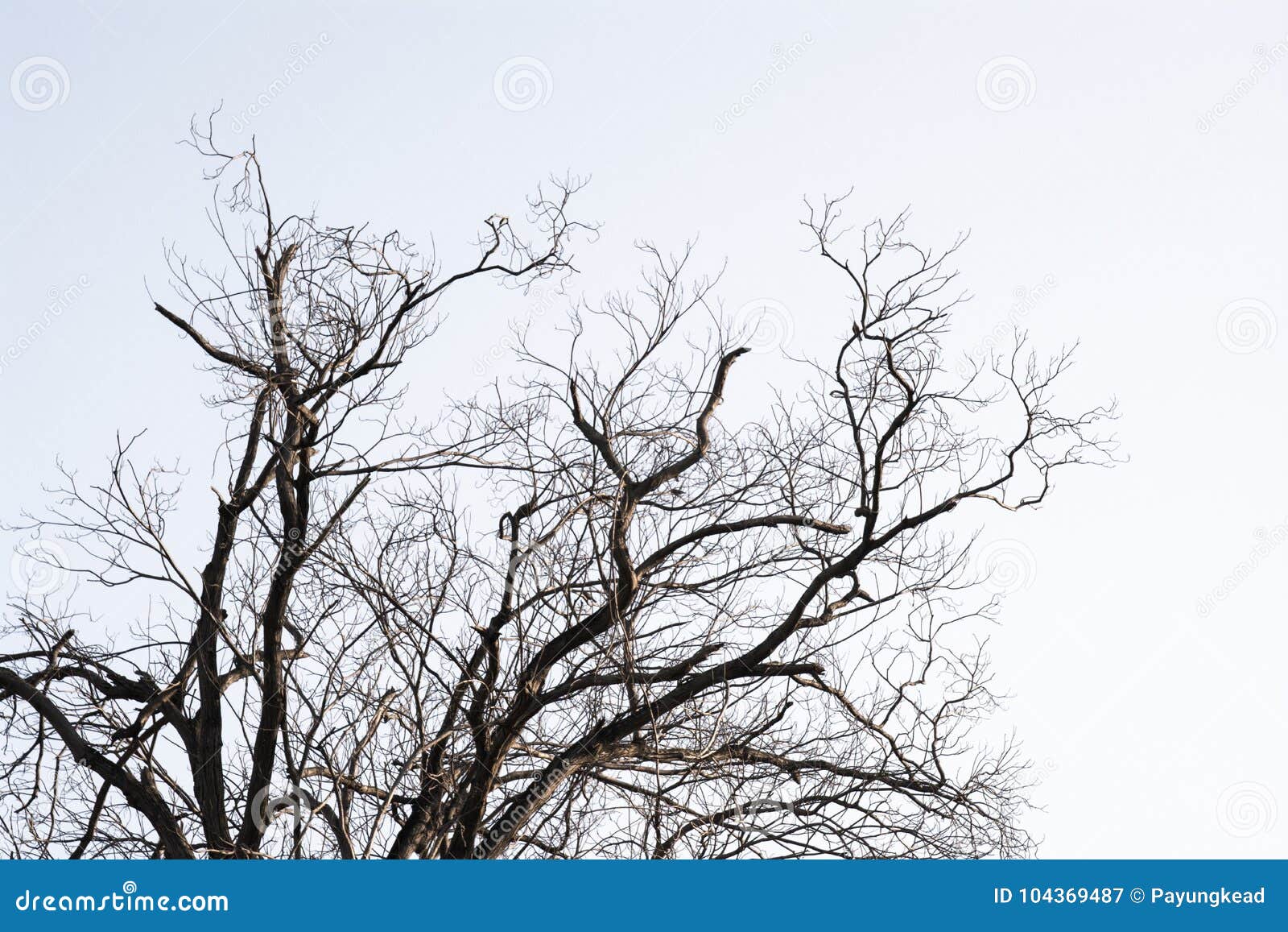 Branch of Dead tree stock image. Image of tree, abstract - 104369487