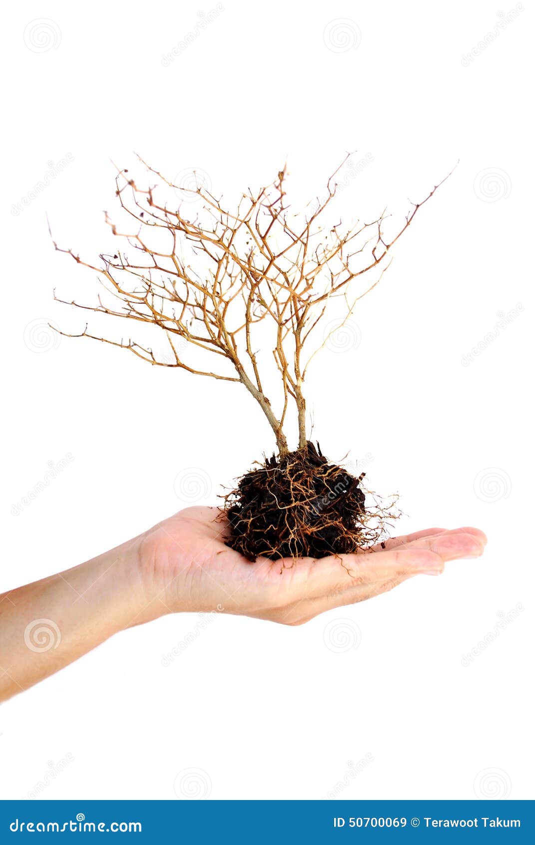 Branch of Dead Tree in the Hand on White Background Stock Image - Image ...
