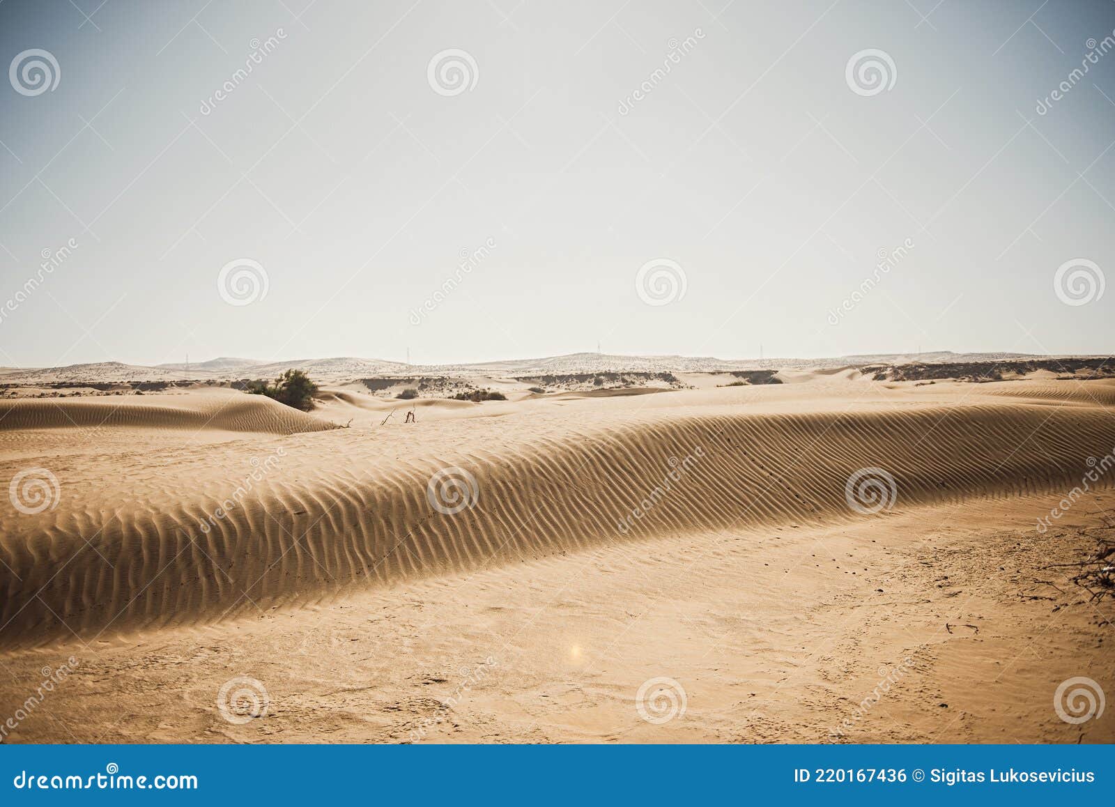 Branch of Dead Tree in Sahara, Morocco Stock Photo - Image of branch ...