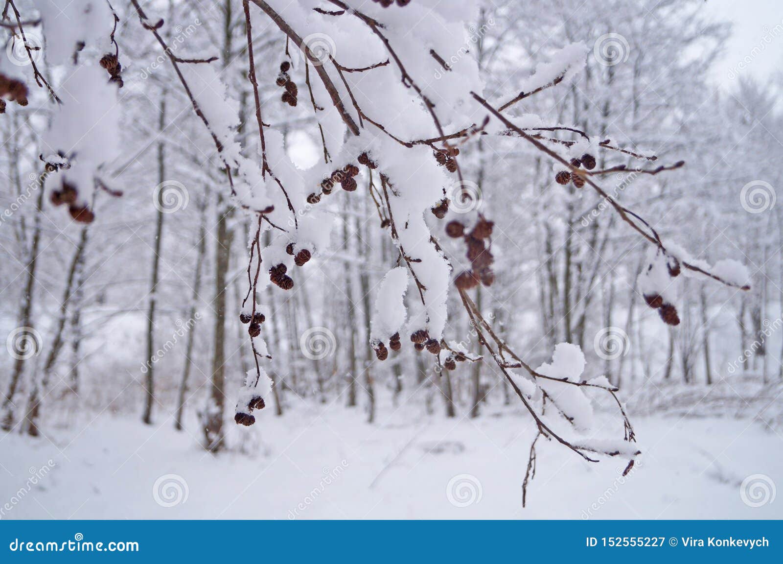 Branch of Deciduous Tree with Cones and Buds Covered with White Snow ...