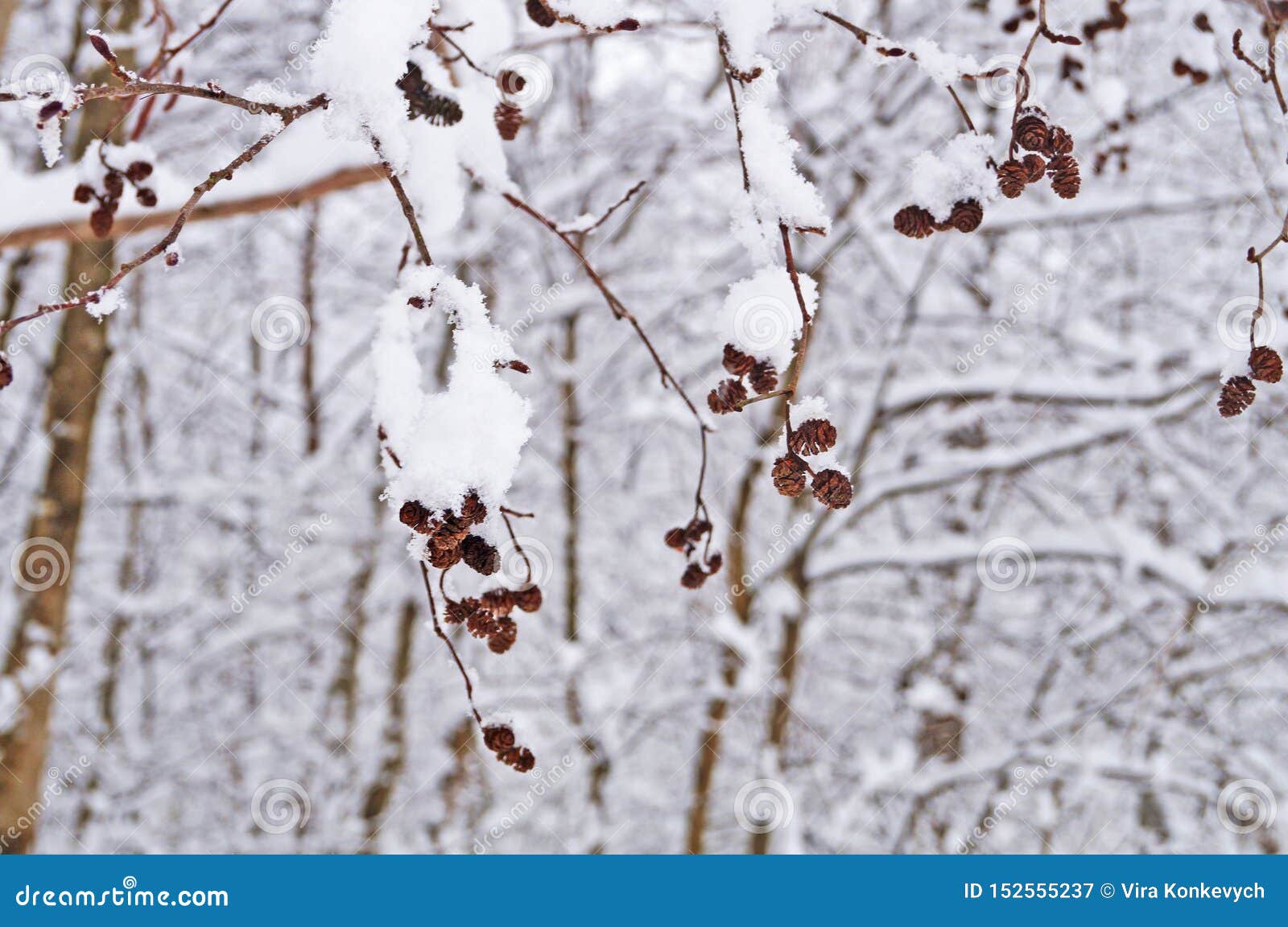 Branch of Deciduous Tree with Cones and Buds Covered with White Snow ...