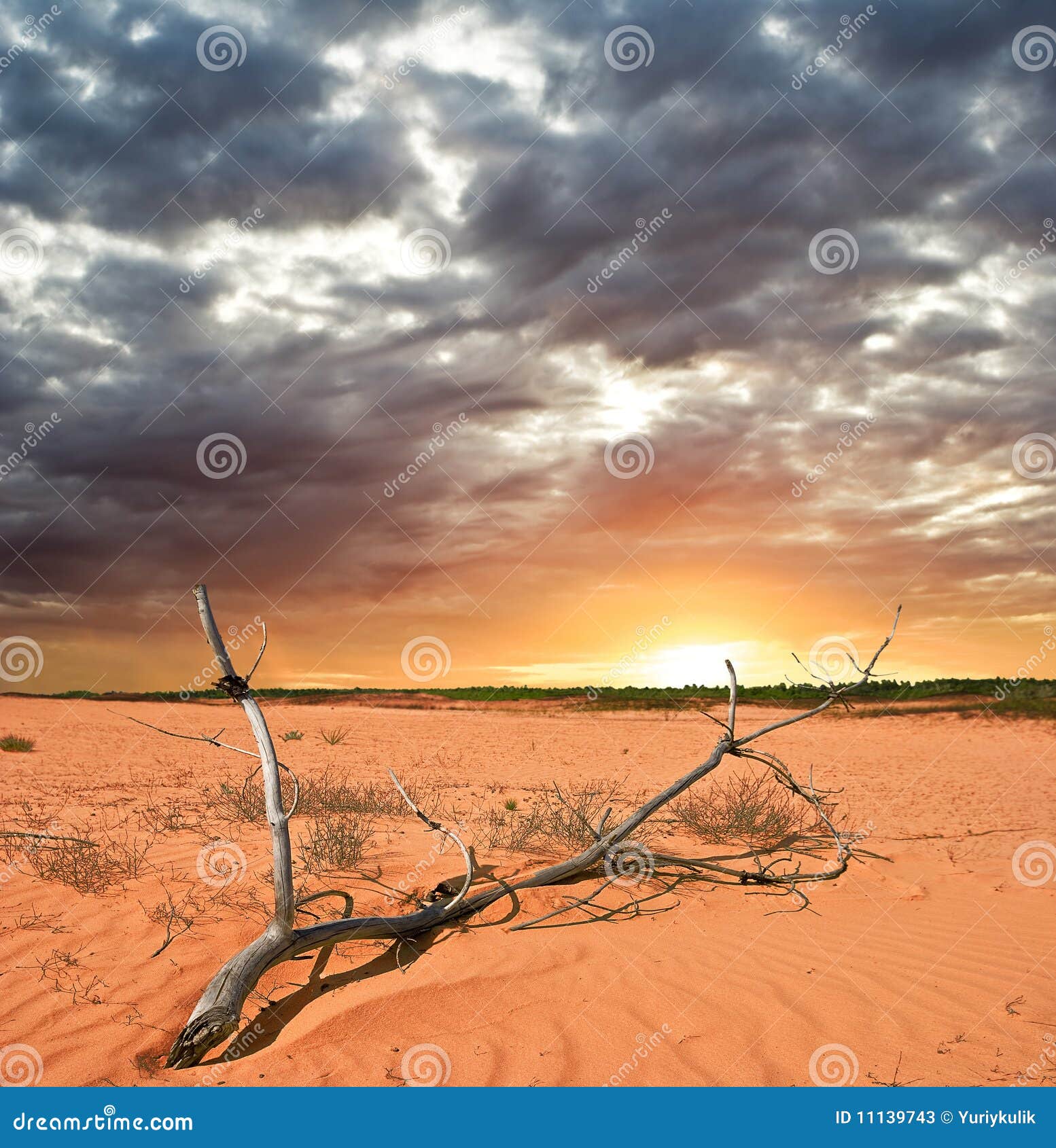 Branch in a desert stock image. Image of extreme, dusk - 11139743