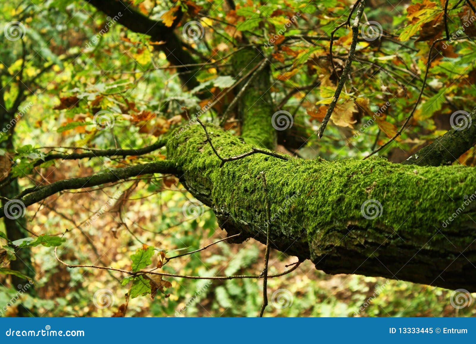 Branch detail stock image. Image of fall, tree, wood - 13333445