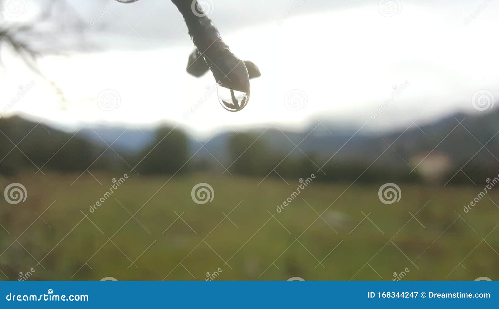 Branch Drop Reflection Landscape Feneos Stock Image - Image of branch ...