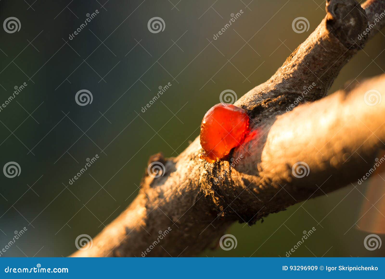Branch with a Drop of Resin Stock Image - Image of branch, outdoor ...