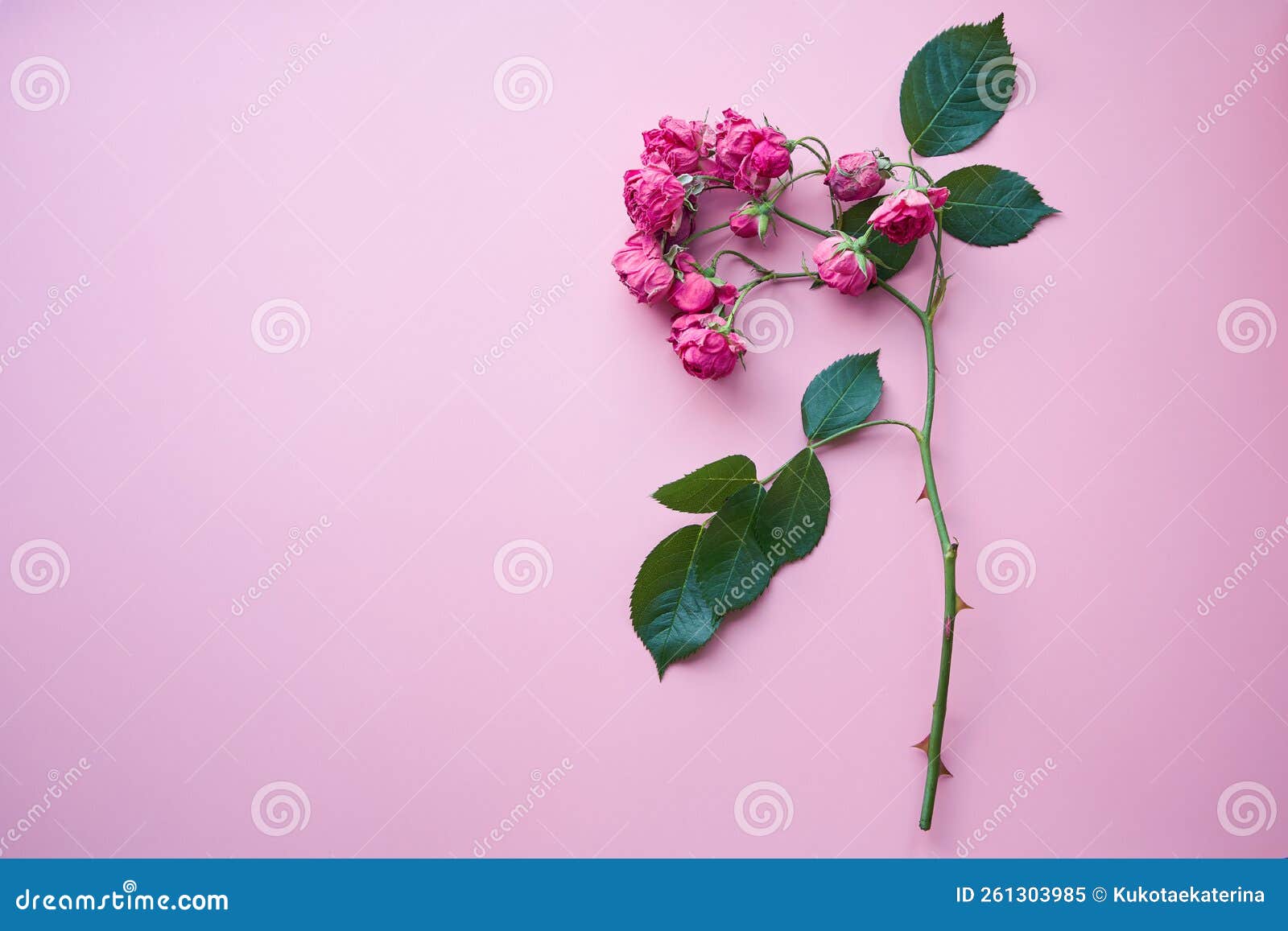 Branch of Dry Roses on the Rose Color Background Stock Image - Image of ...